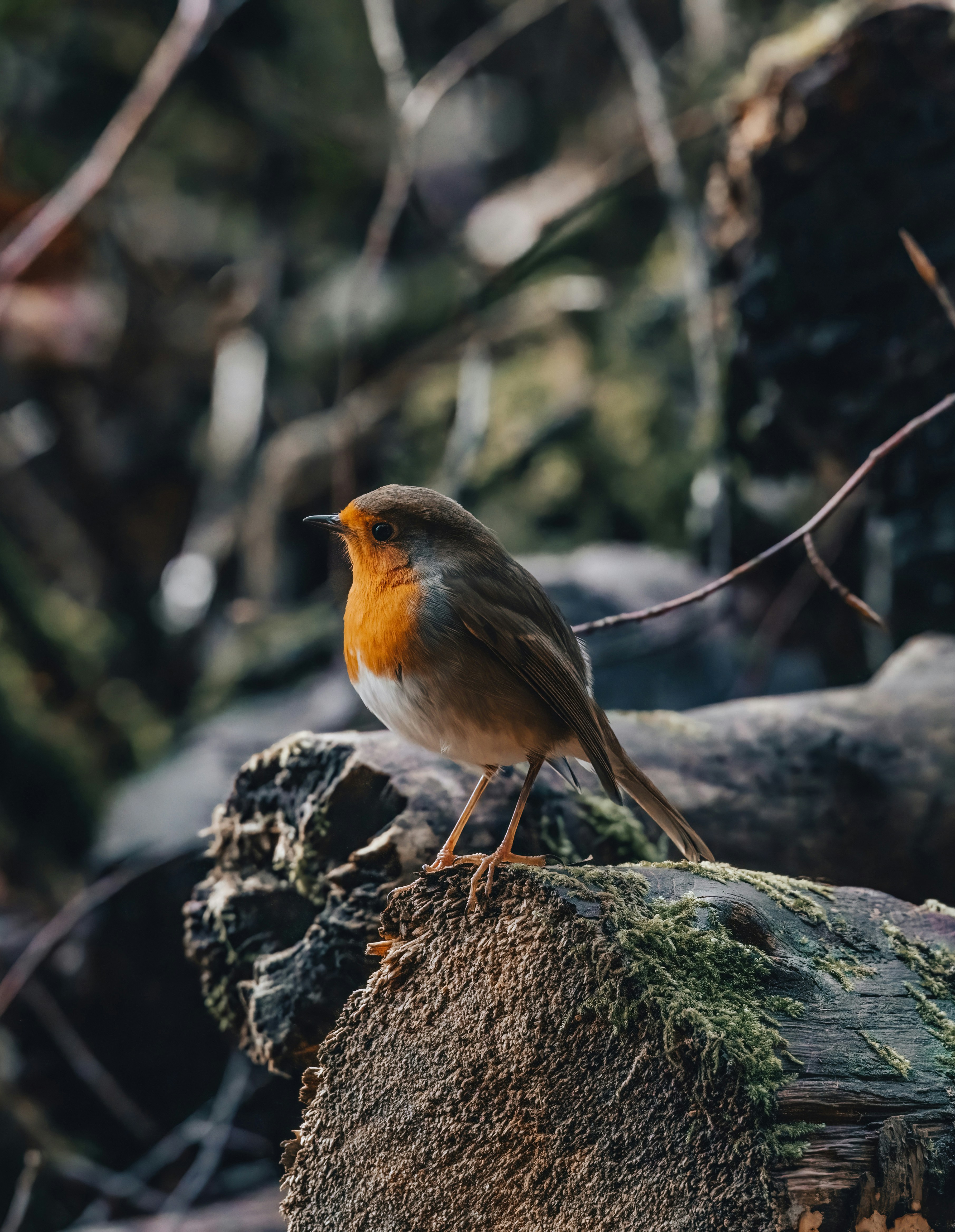 Robin on a Mossy Log: A Quiet Portrait in Dappled Forest Light