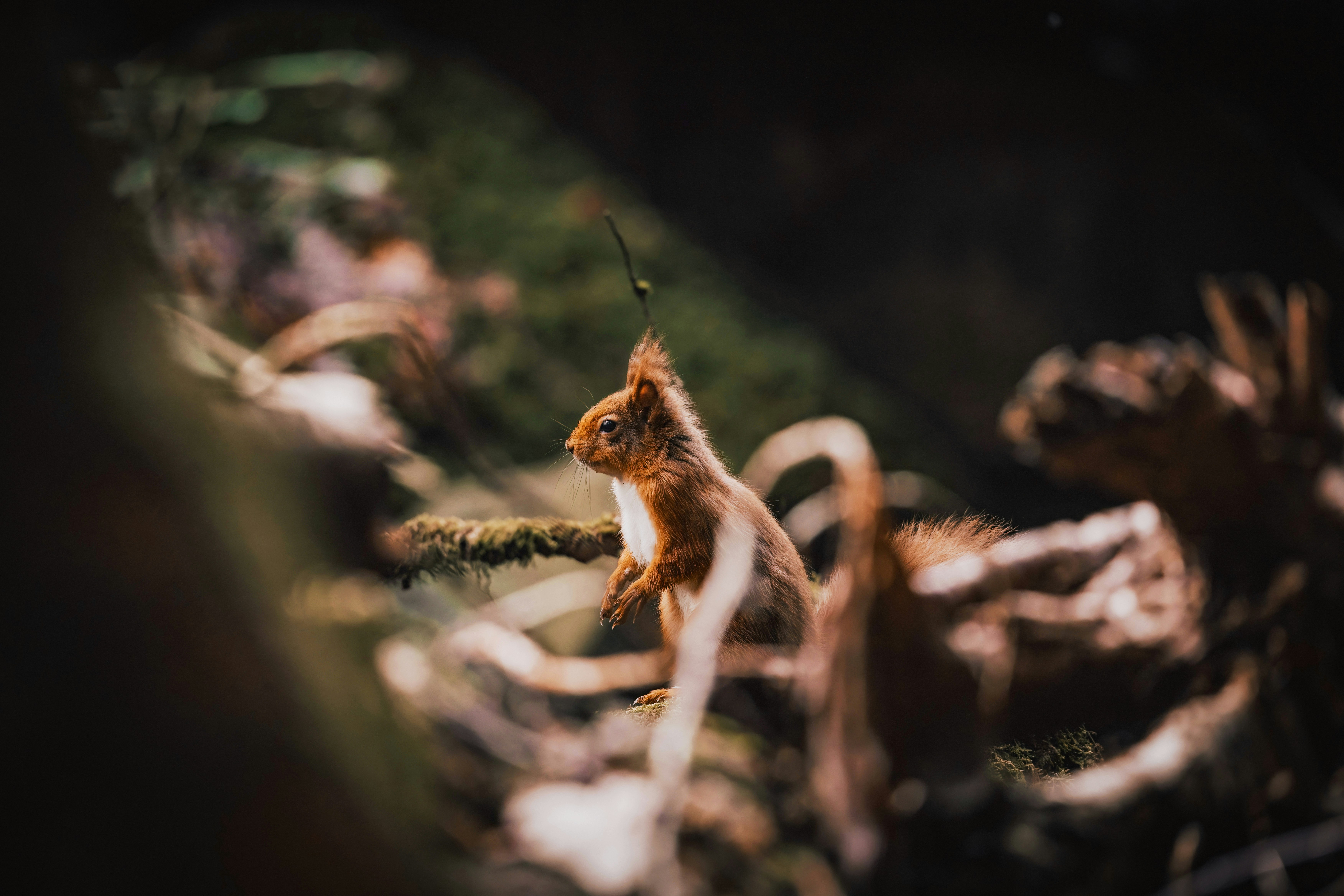 Ein Vogel sitzt auf einem Ast Foto – Kostenloses Bild zum Thema Penrith ...