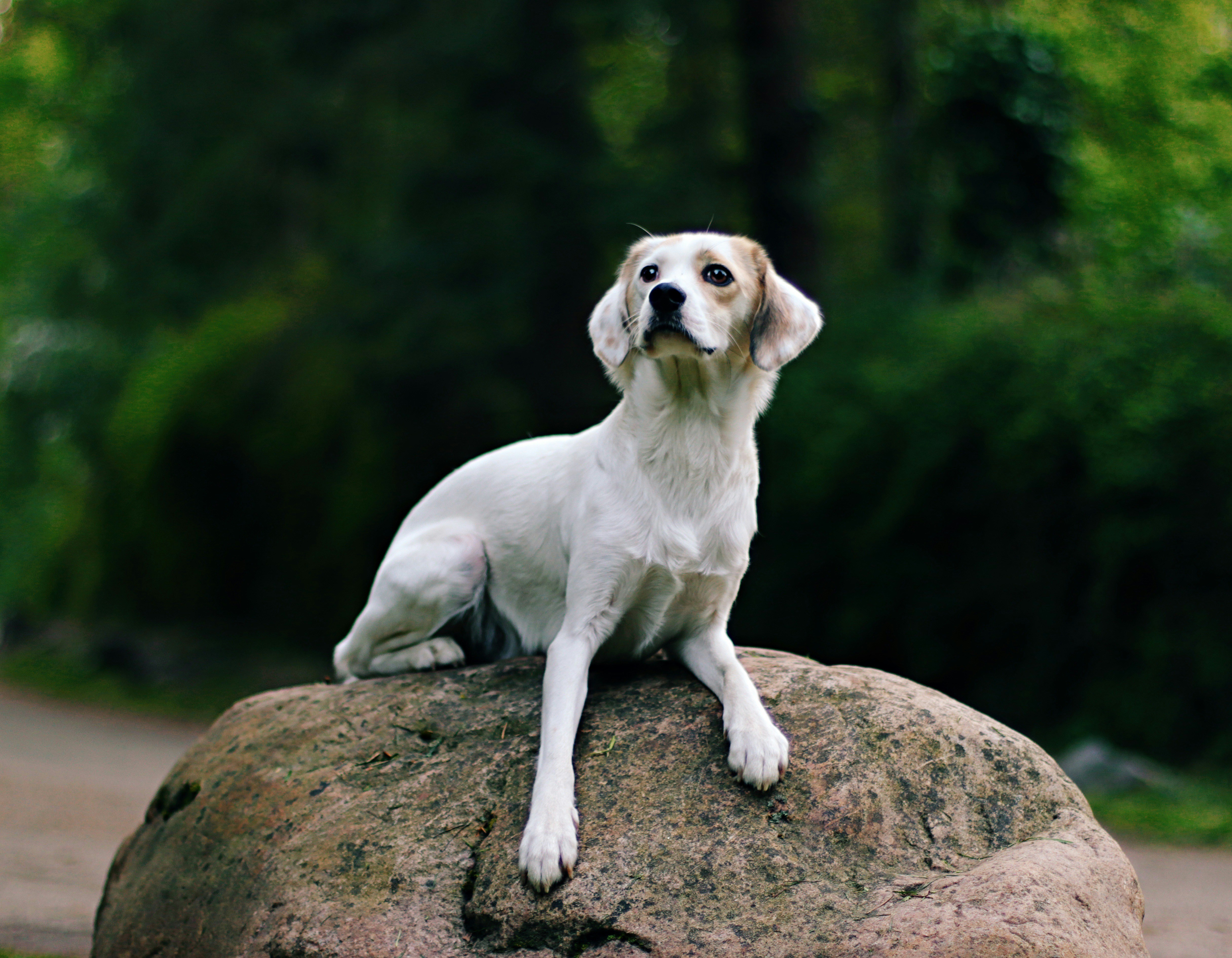 a white and brown dog sitting on top of a rock