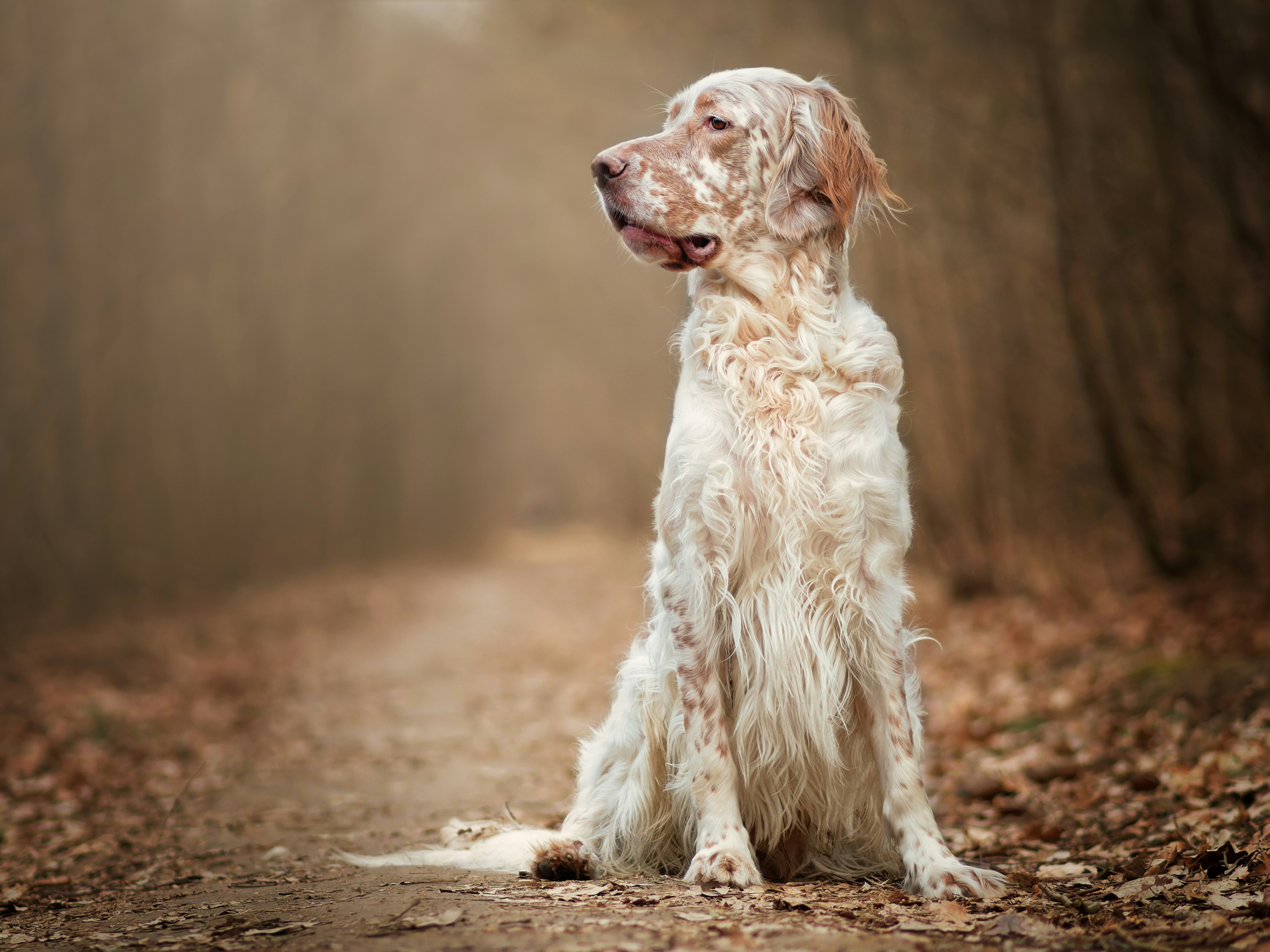 A regal dog sits gracefully on a leaf-strewn path, surrounded by soft, muted tones of a tranquil forest. The atmosphere evokes a sense of calm and companionship.