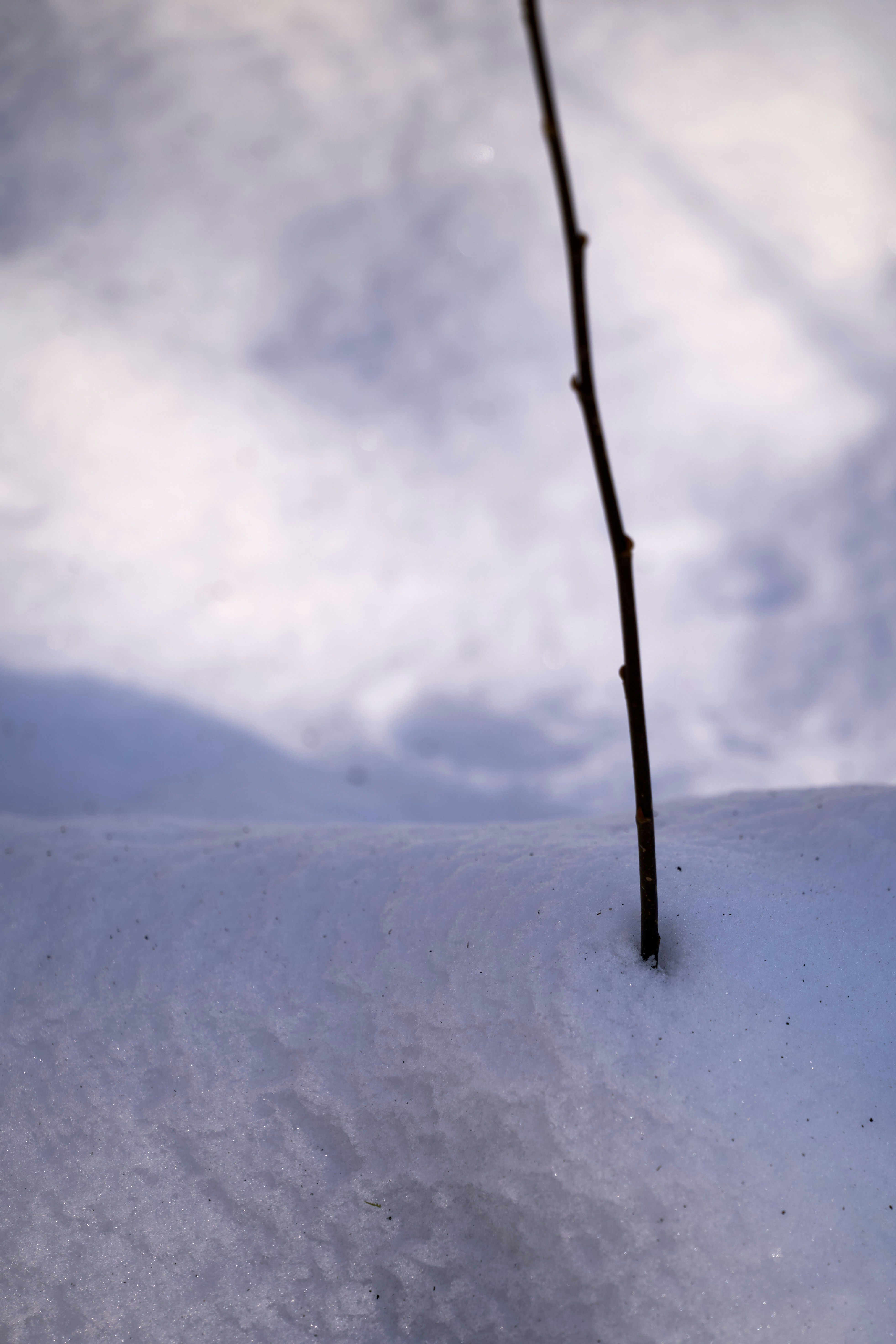 A single tree branch sticking out of the snow photo – Free Grey Image ...