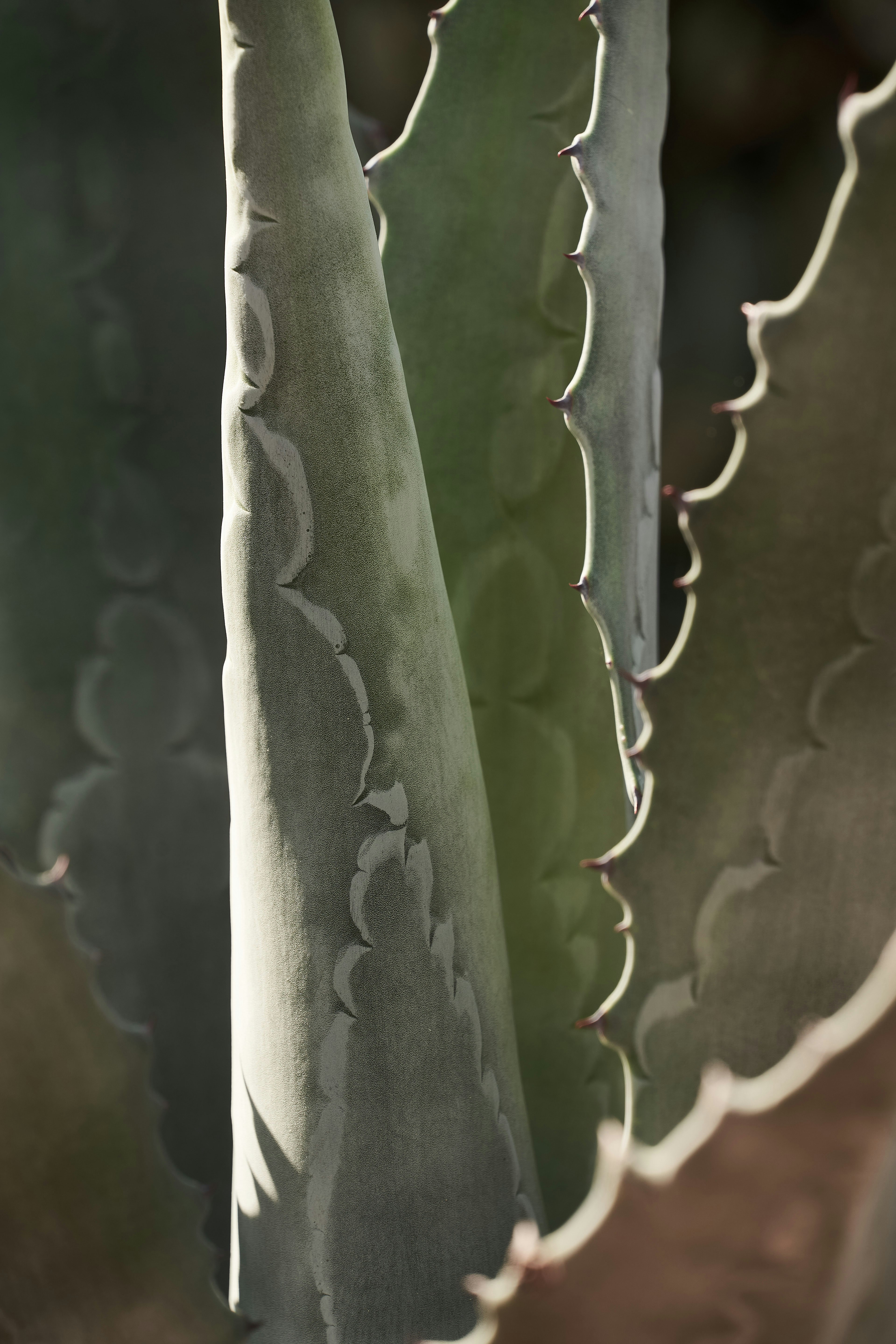 Sunlit Ribs: A Close-Up Portrait of a Prickly Cactus's Texture