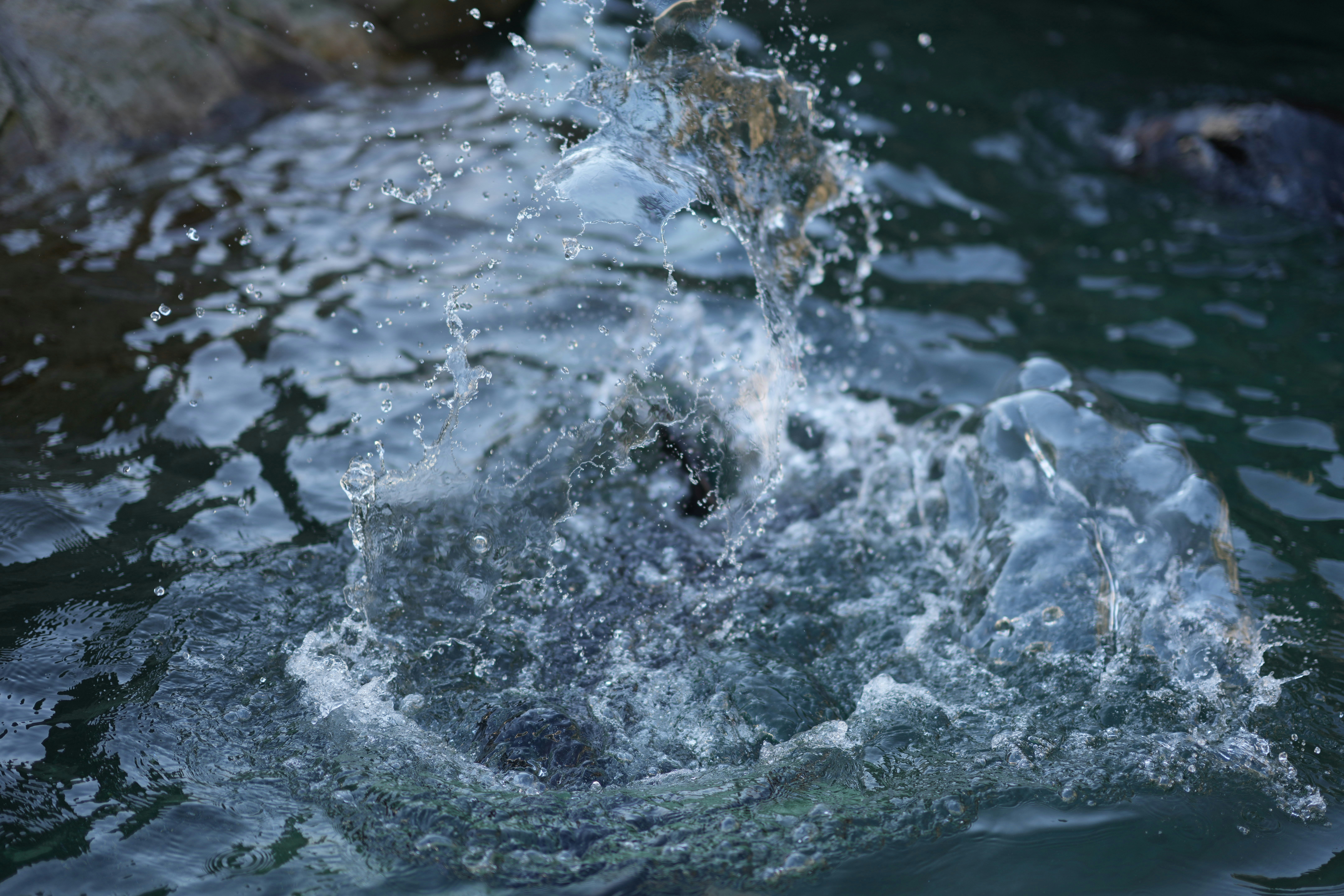 A close up of a bird splashing water photo – Free Water Image on Unsplash