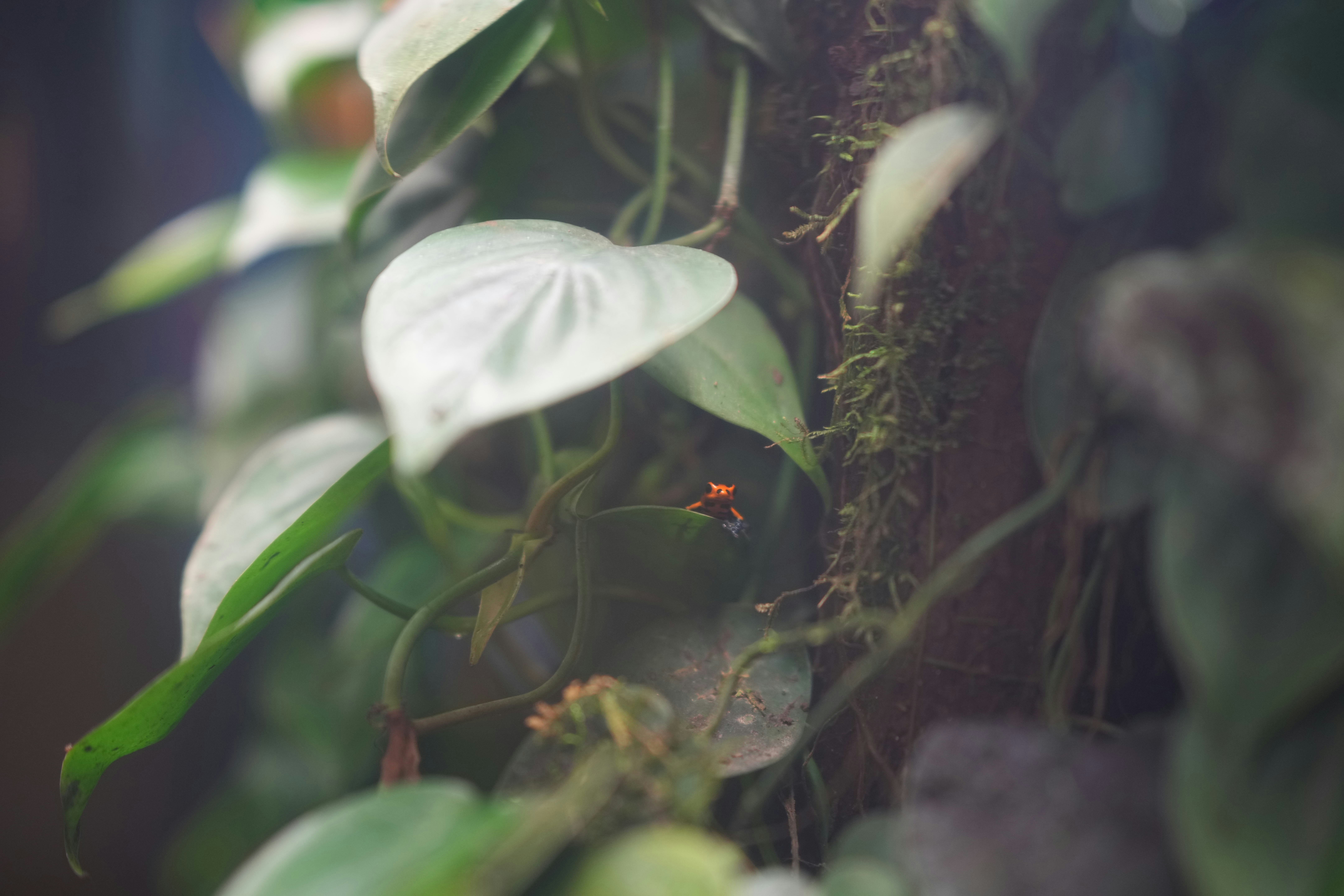 Amber Speck on a Green Veil: Macro Moment on a Mossy Trunk