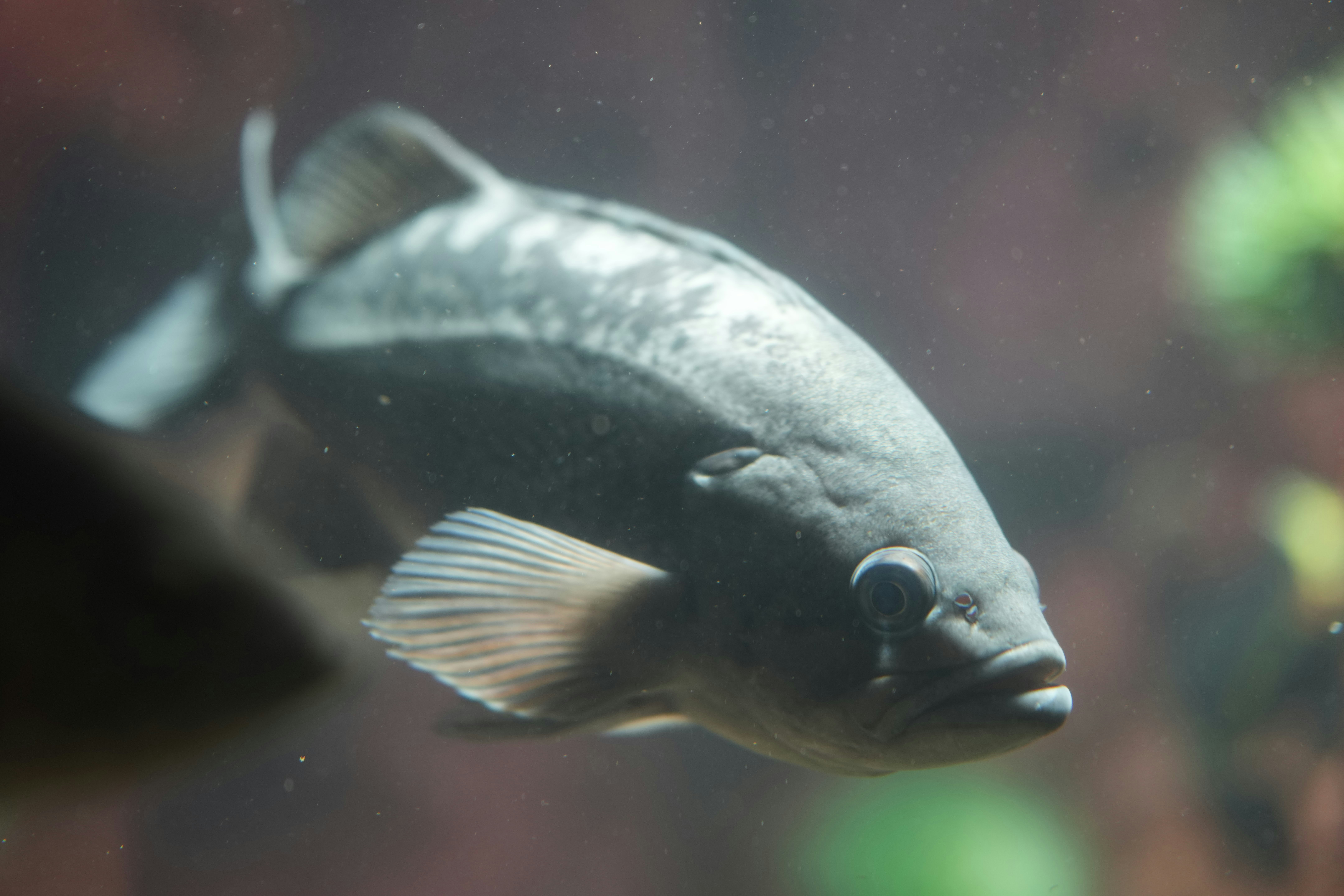 Un poisson qui nage dans l’eau photo – Photo Poisson Gratuite sur Unsplash