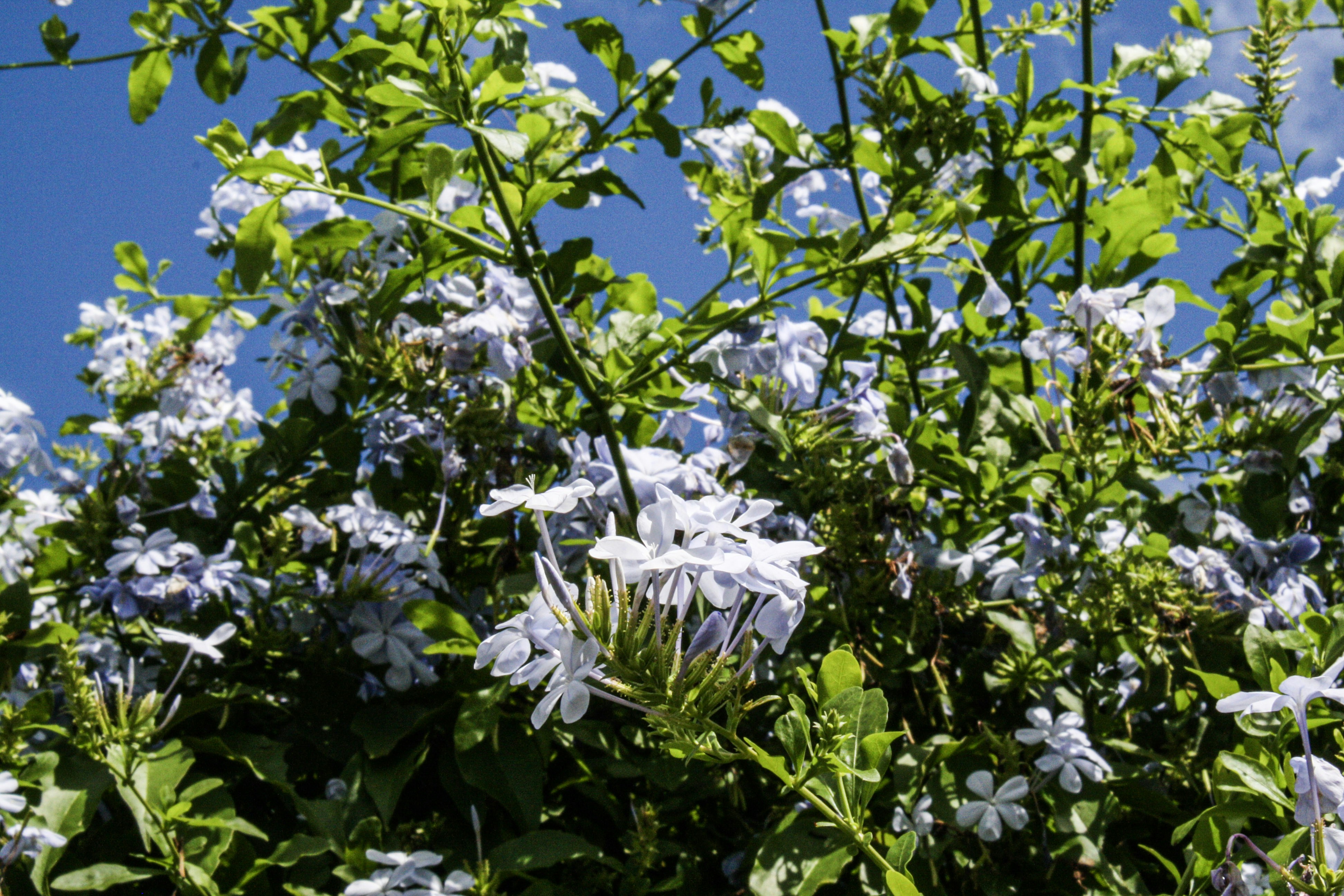 a bunch of flowers that are in the grass