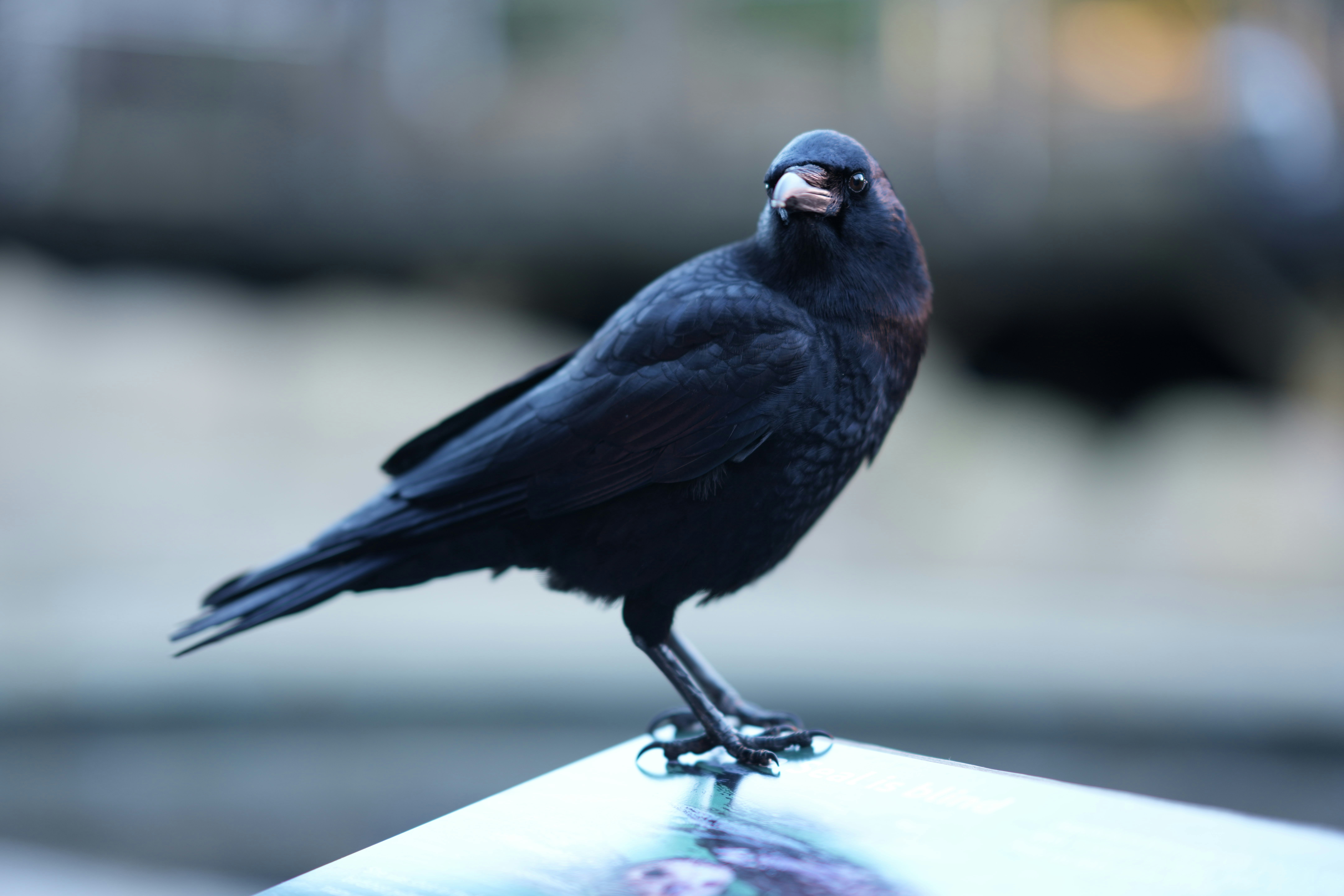 Mid-Depth Rook: A Crow balances on a slick surface with focused gaze