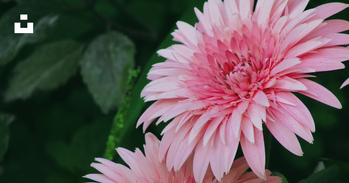 Dos Flores Rosadas Con Hojas Verdes En El Fondo Foto Imagen De