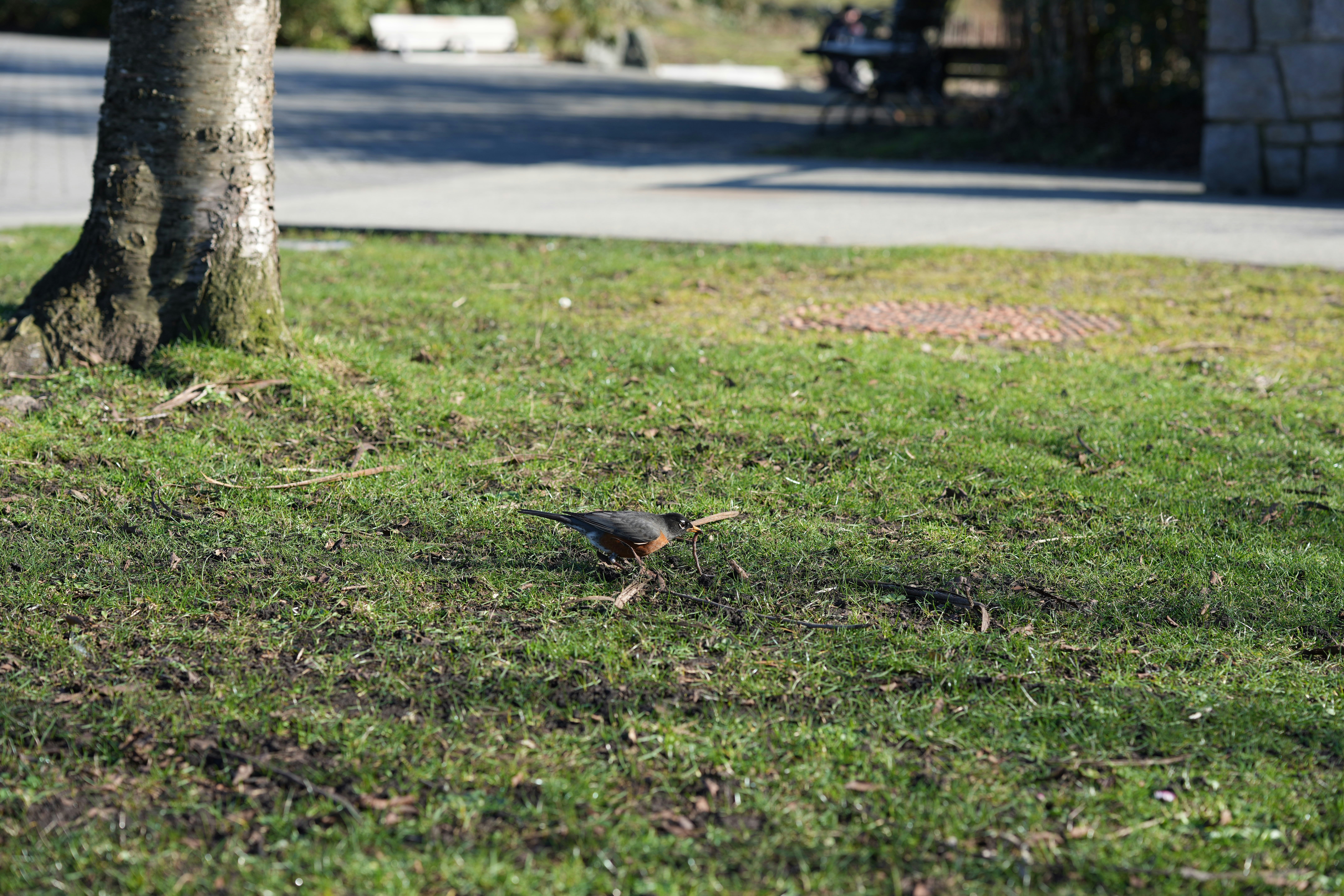 a small bird standing on top of a lush green field
