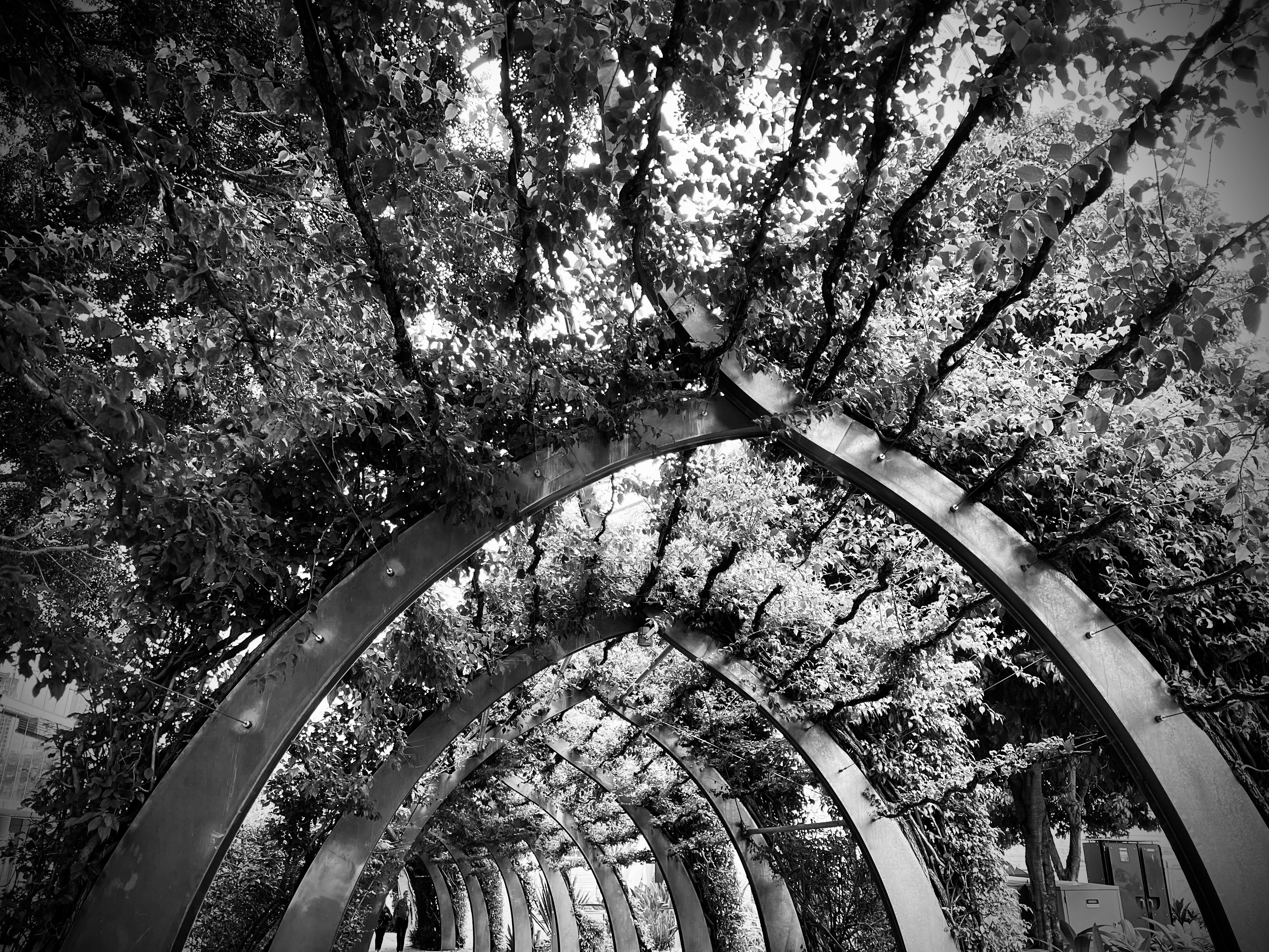 A black and white photo of a tree canopy photo – Free South bank grand ...