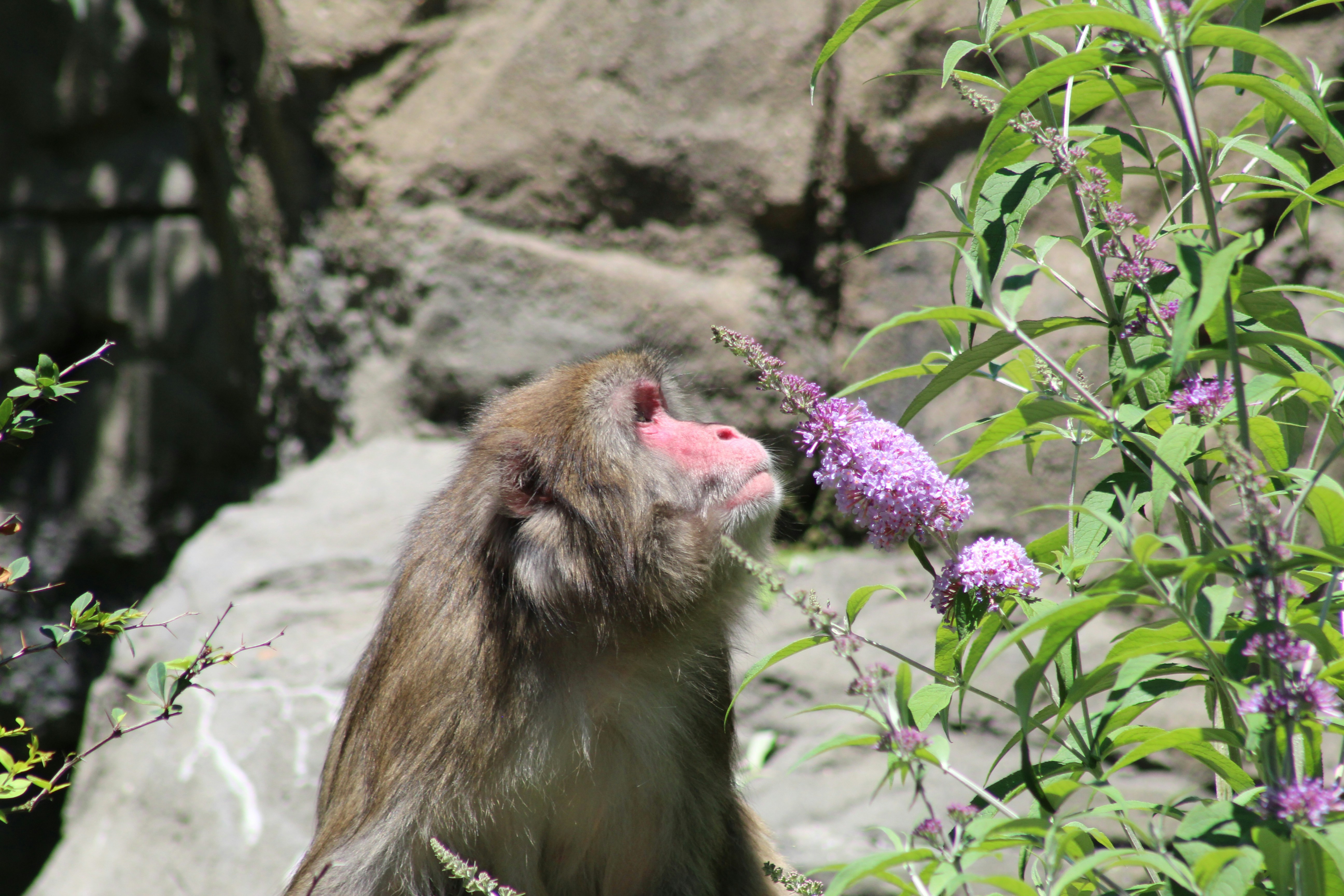 Monkey sniffing vibrant purple flowers in a natural setting. The focus is on the interaction between wildlife and flora.