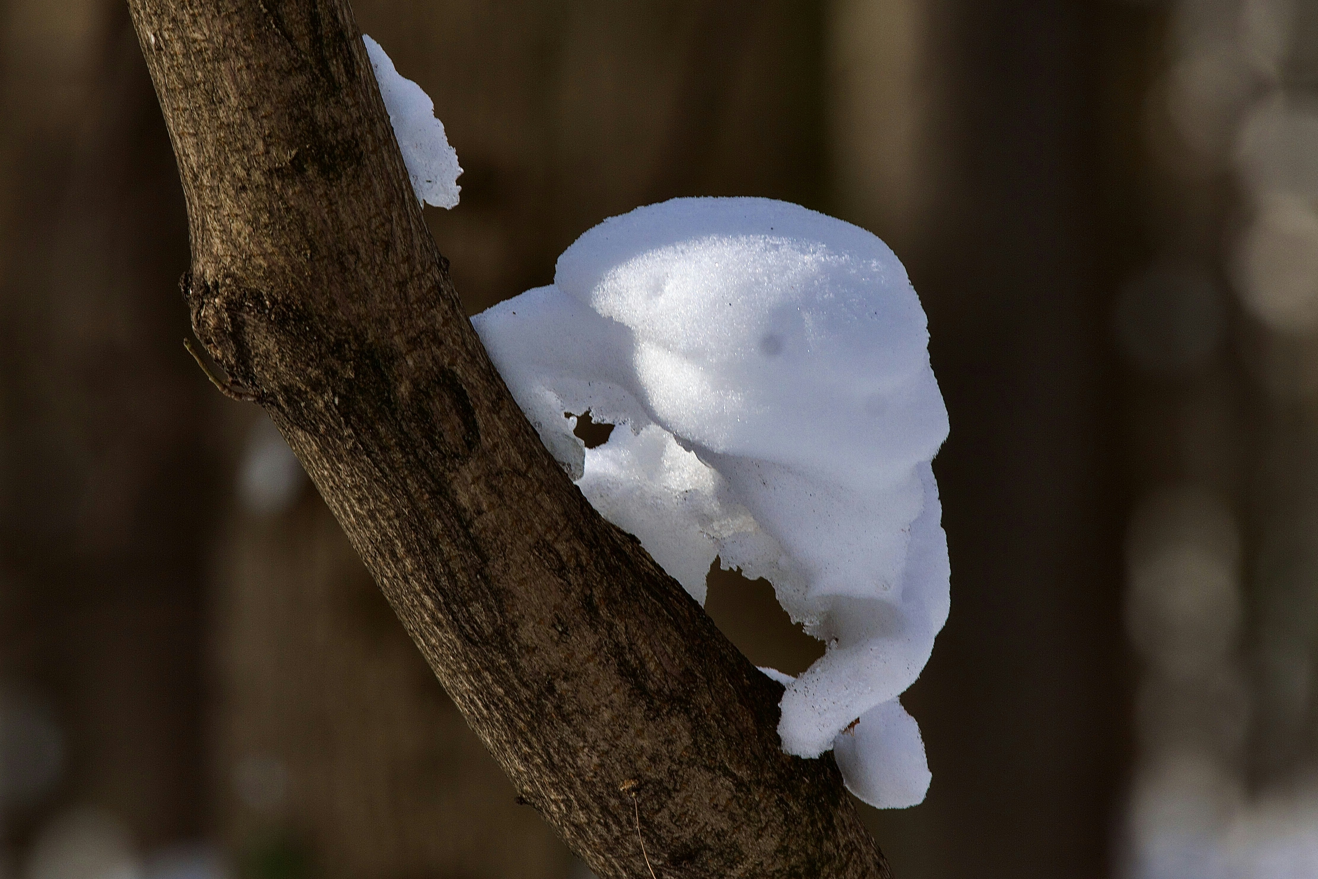 Snow-Wrapped Twig Curves into Soft Forest Bokeh