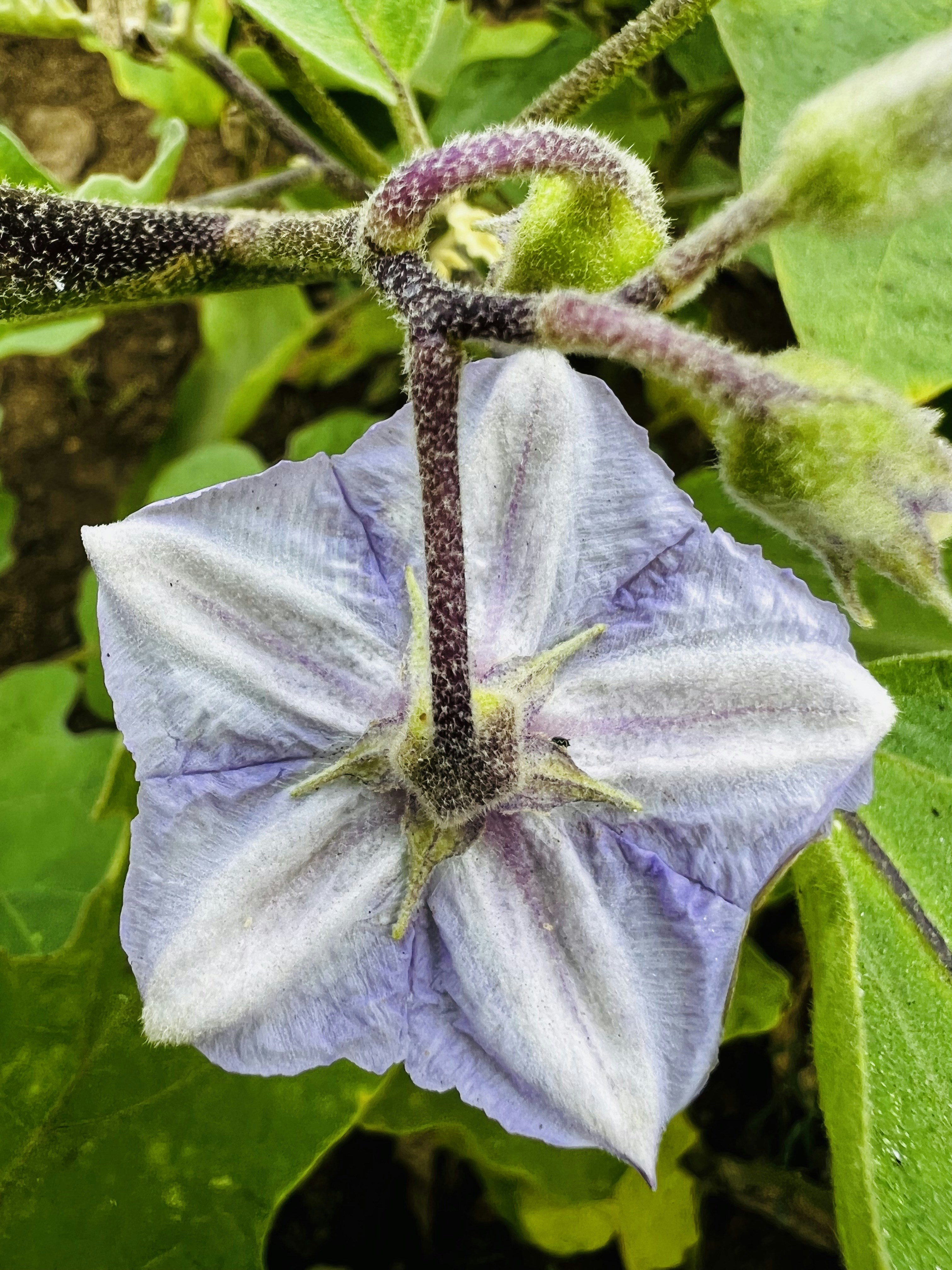 a close up of a flower on a plant