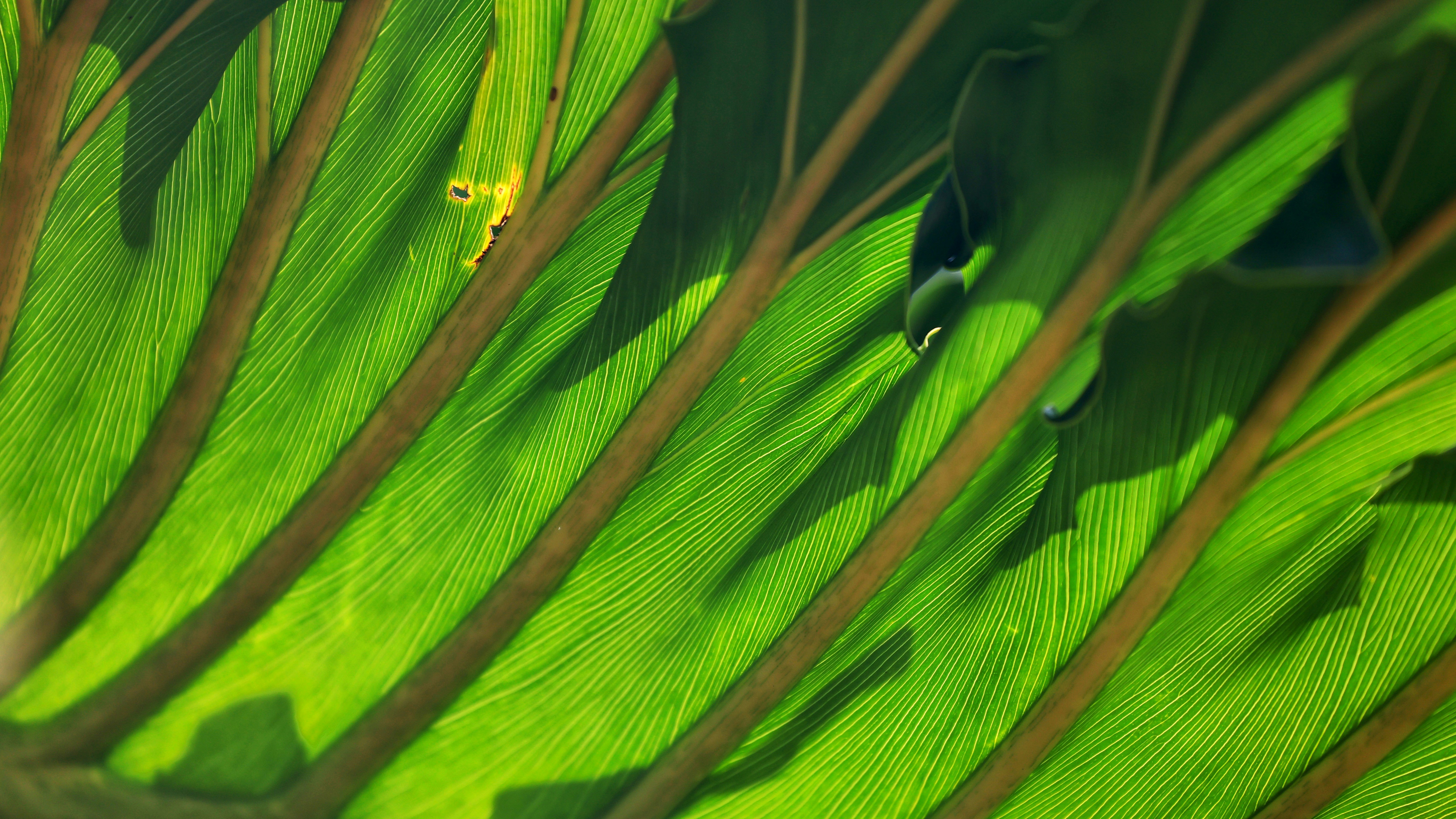 Vein Geometry in Neon Green: a Macro Leaf Portrait