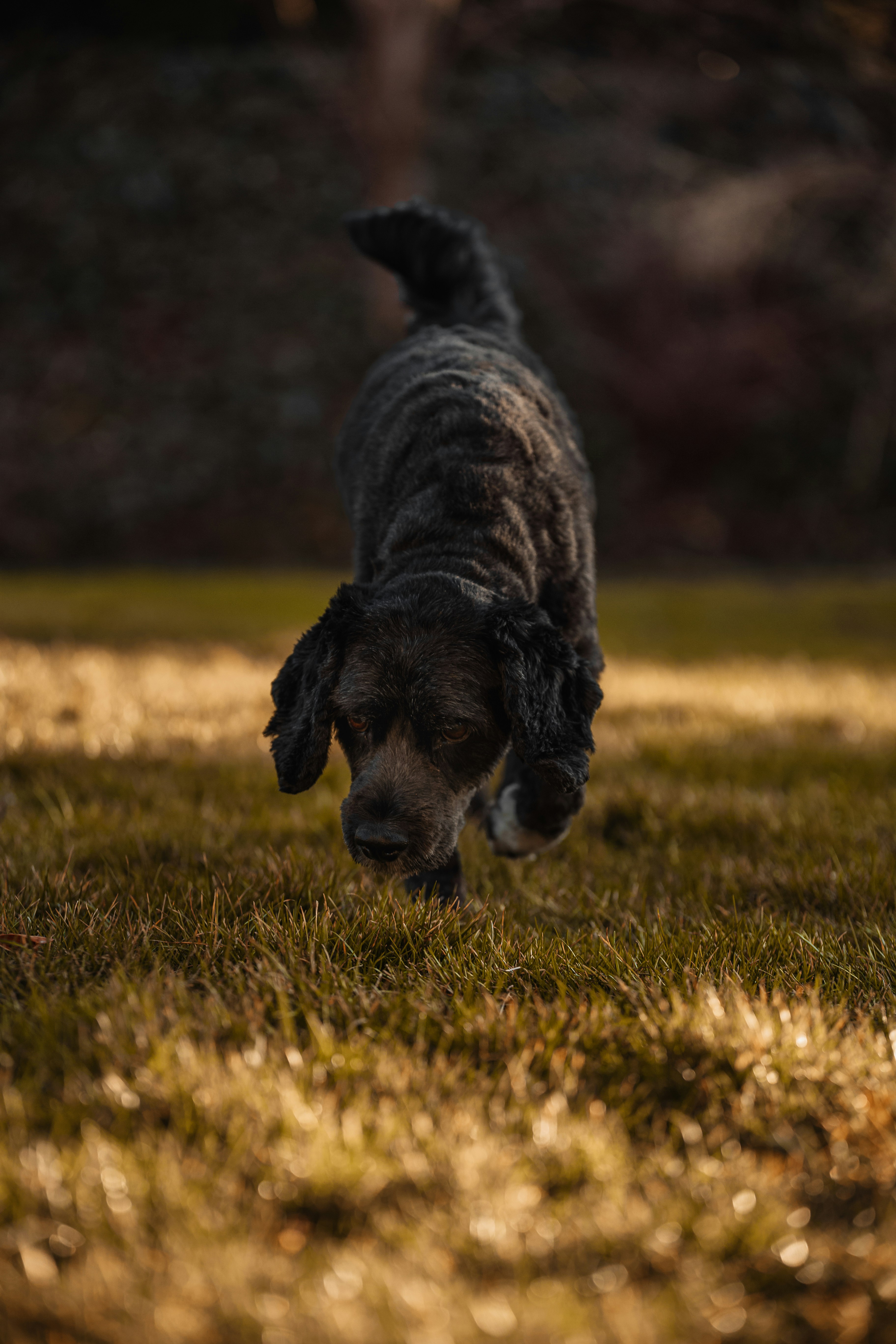 Dog | 100+ best free photos on Unsplash