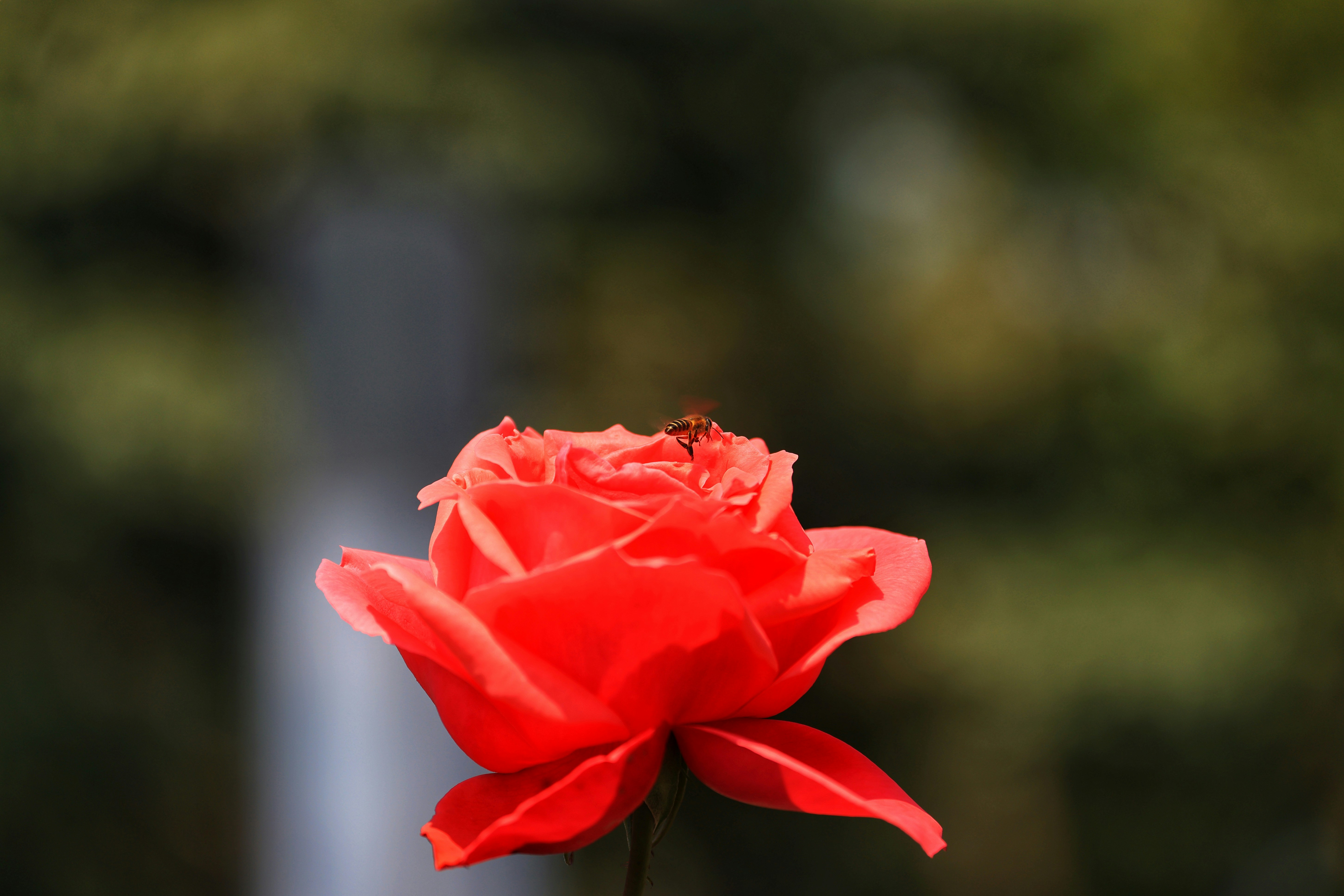 Rose and bee  in shenzhen homey park