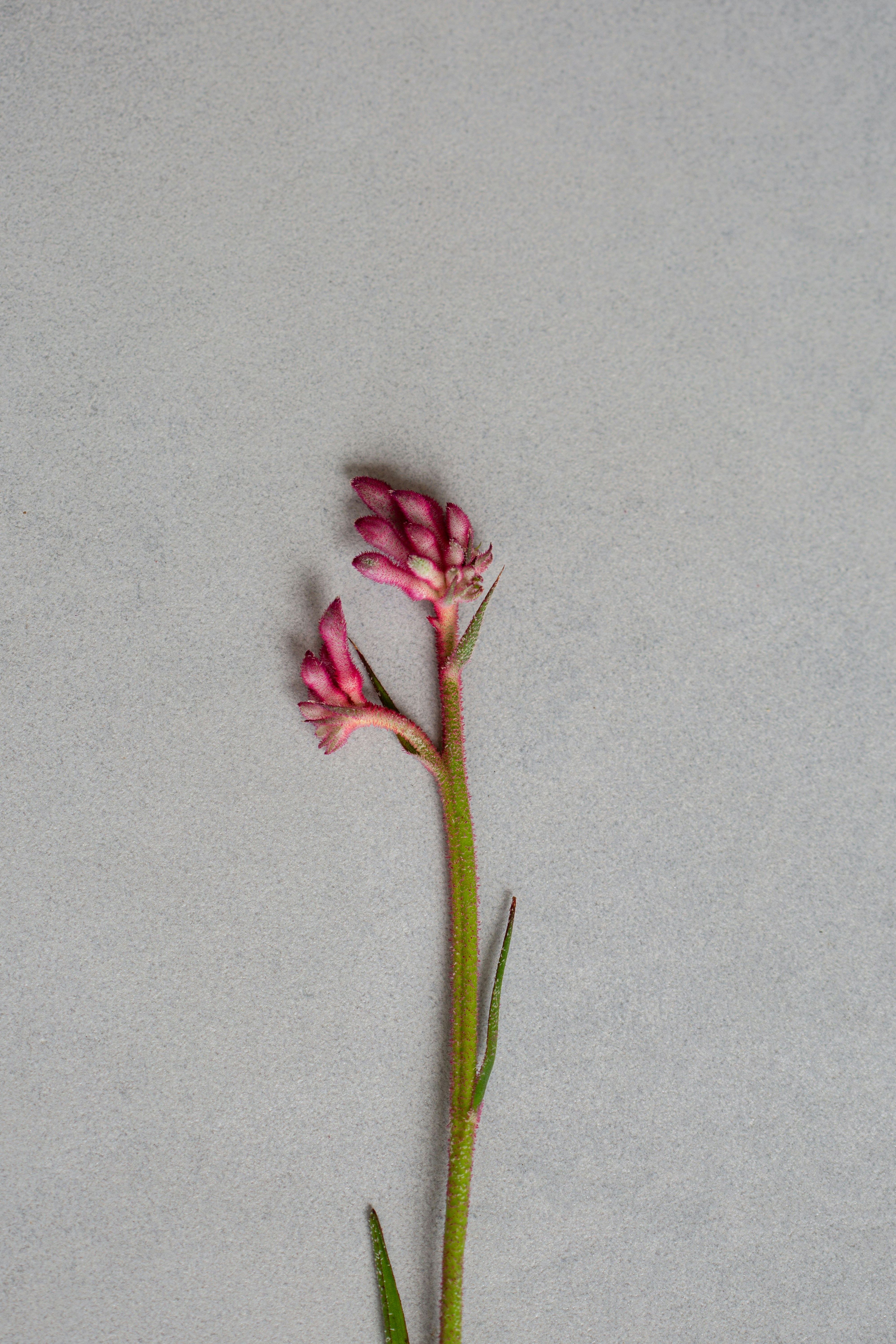 Single Pink Flower Drawing