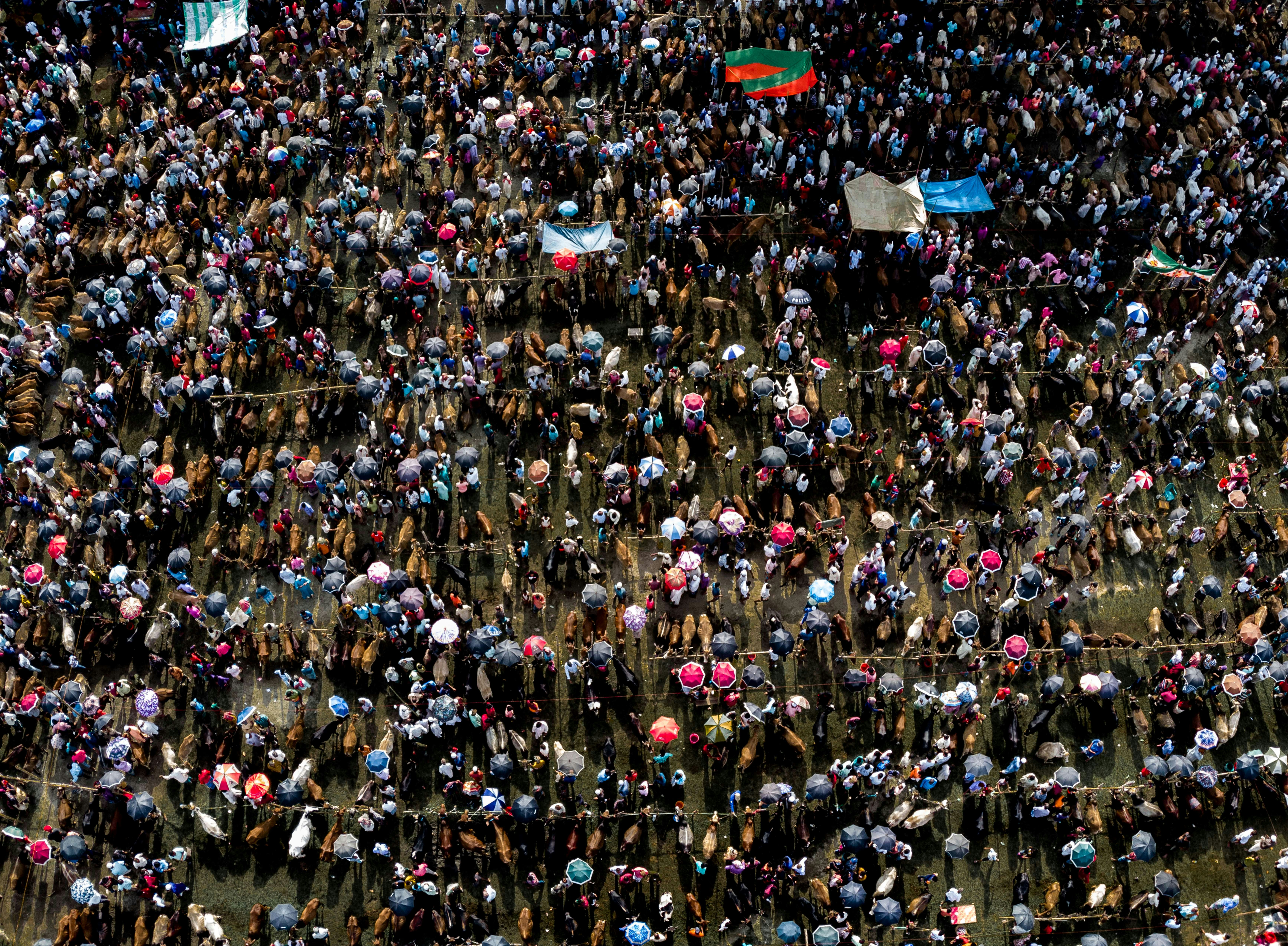 Overpopulation Pictures | Download Free Images on Unsplash