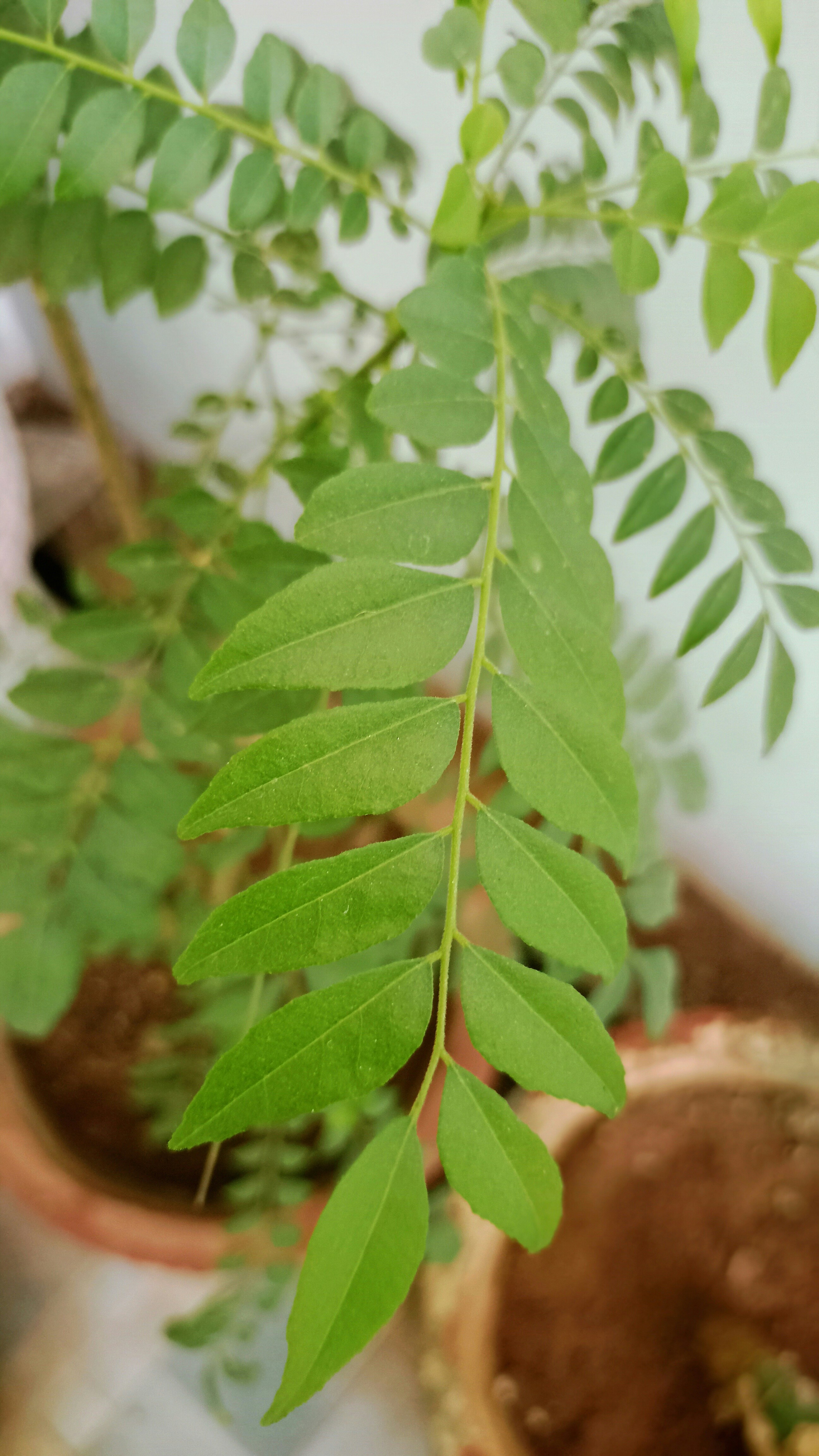 Green Fronds in Focus: A Close-Up of Delicate Leaflets