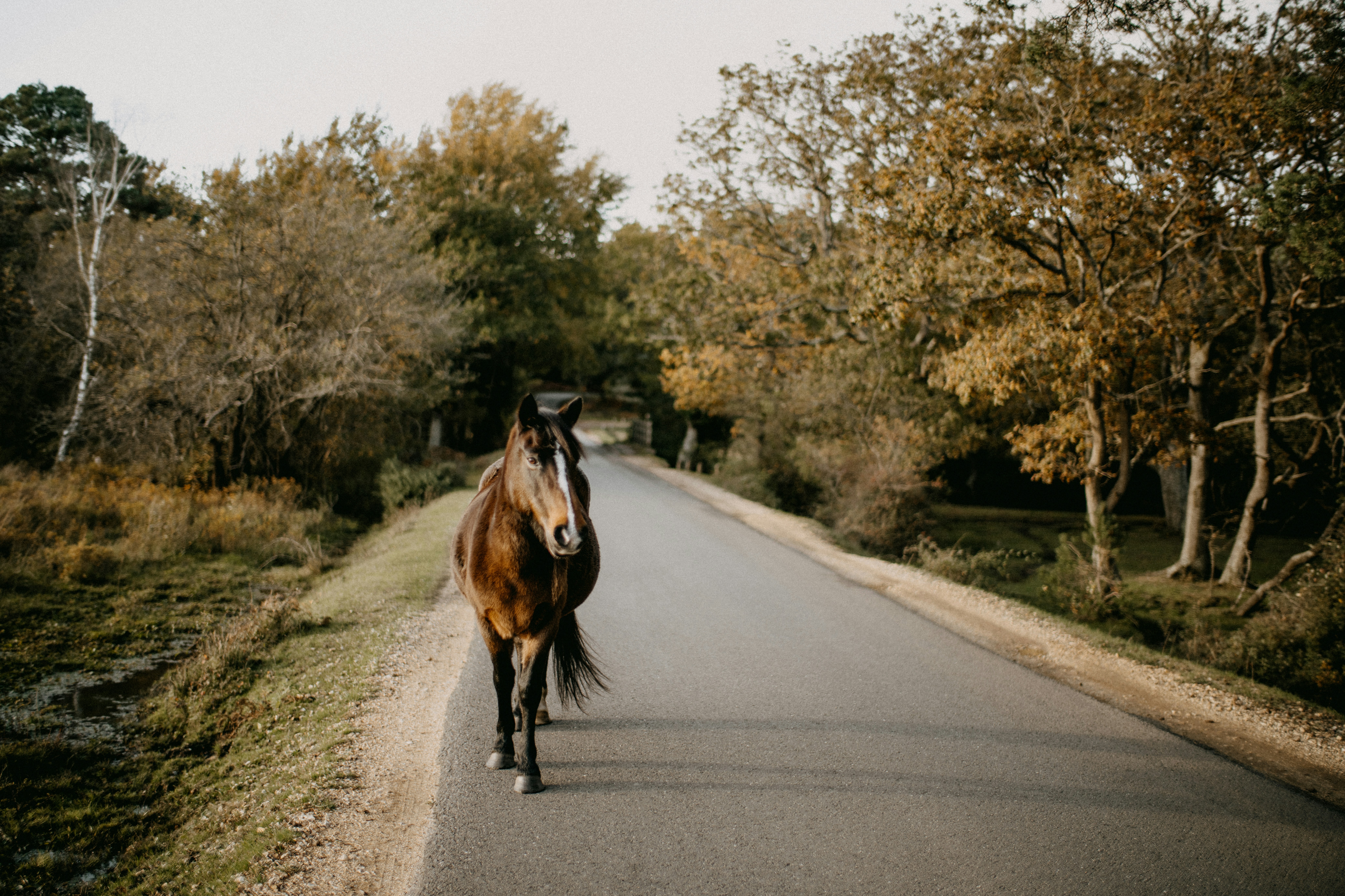 Un cheval marchant au milieu d’une route photo – Photo Cheval Gratuite ...