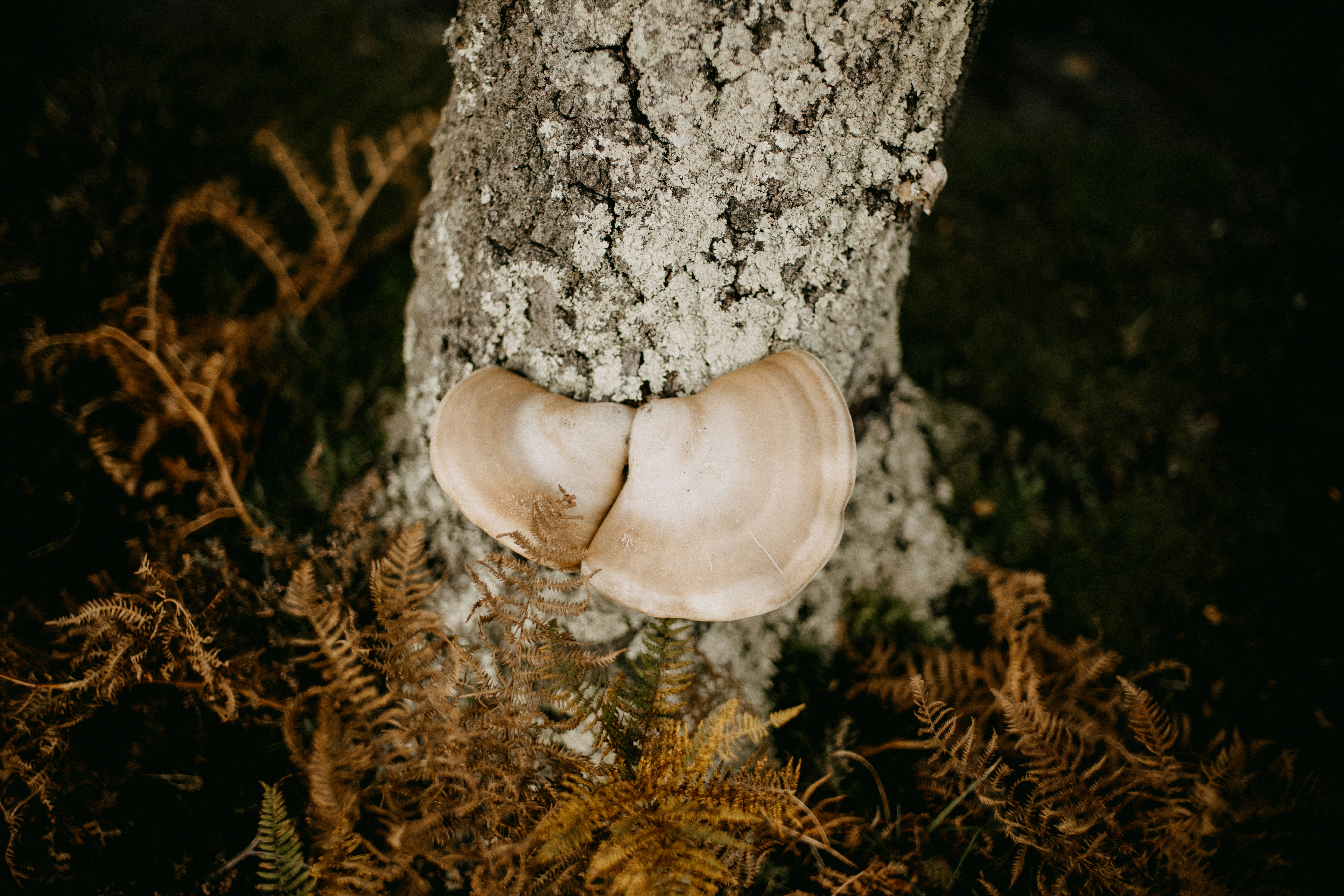 a mushroom growing on the side of a tree