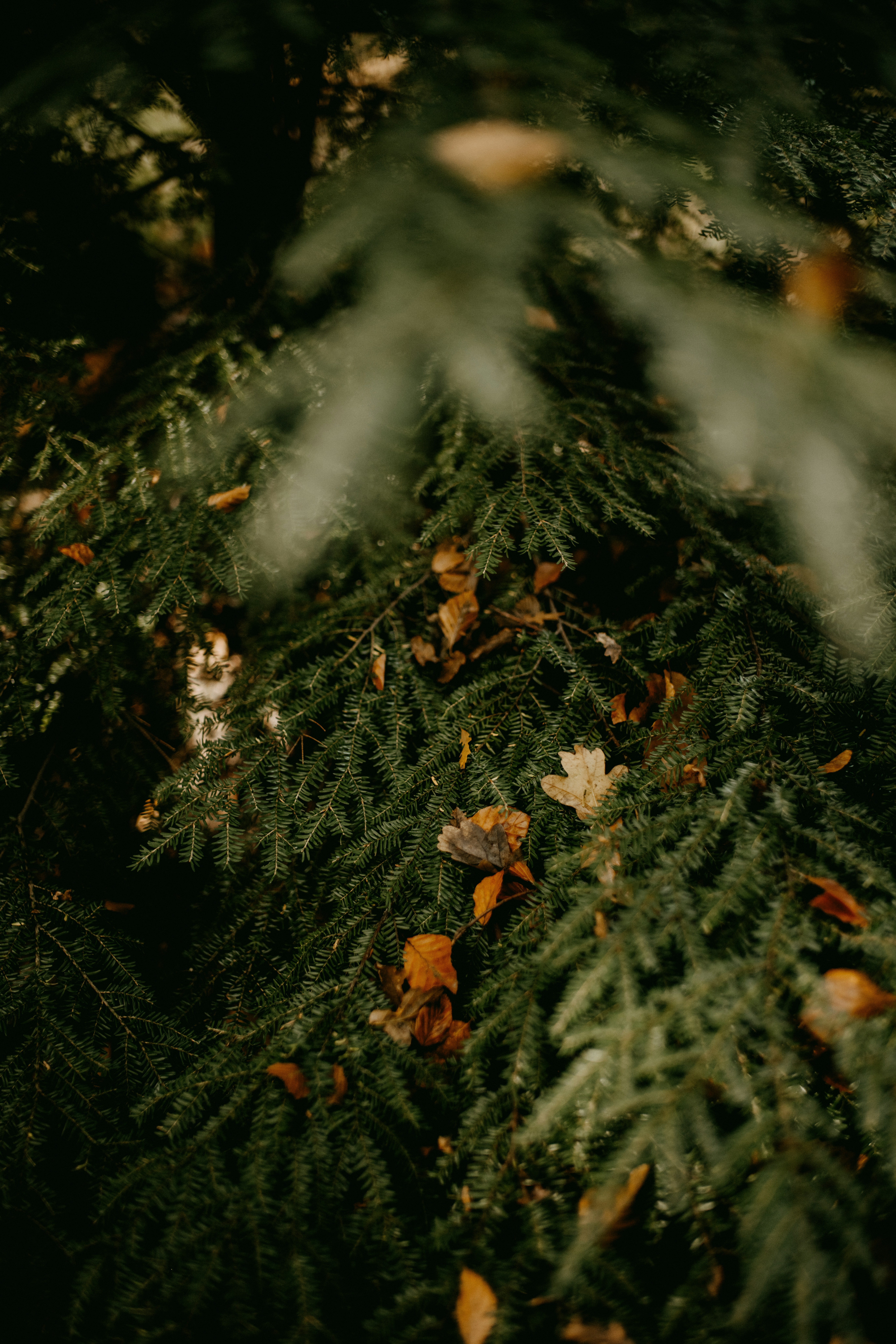 Dried leaves scattered among lush evergreen branches, capturing the essence of autumn's transition in a forest setting.