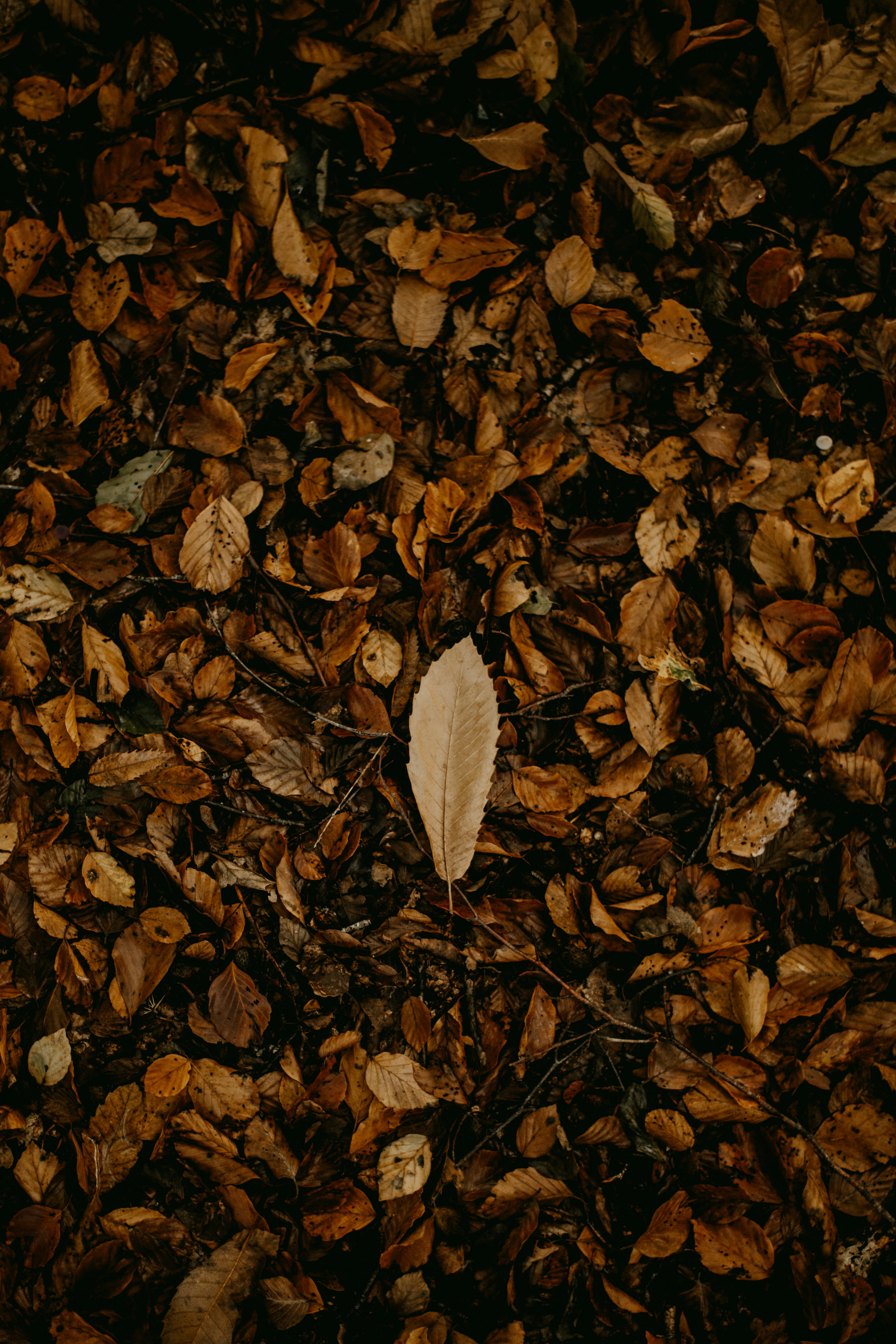 a leaf laying on top of a pile of leaves