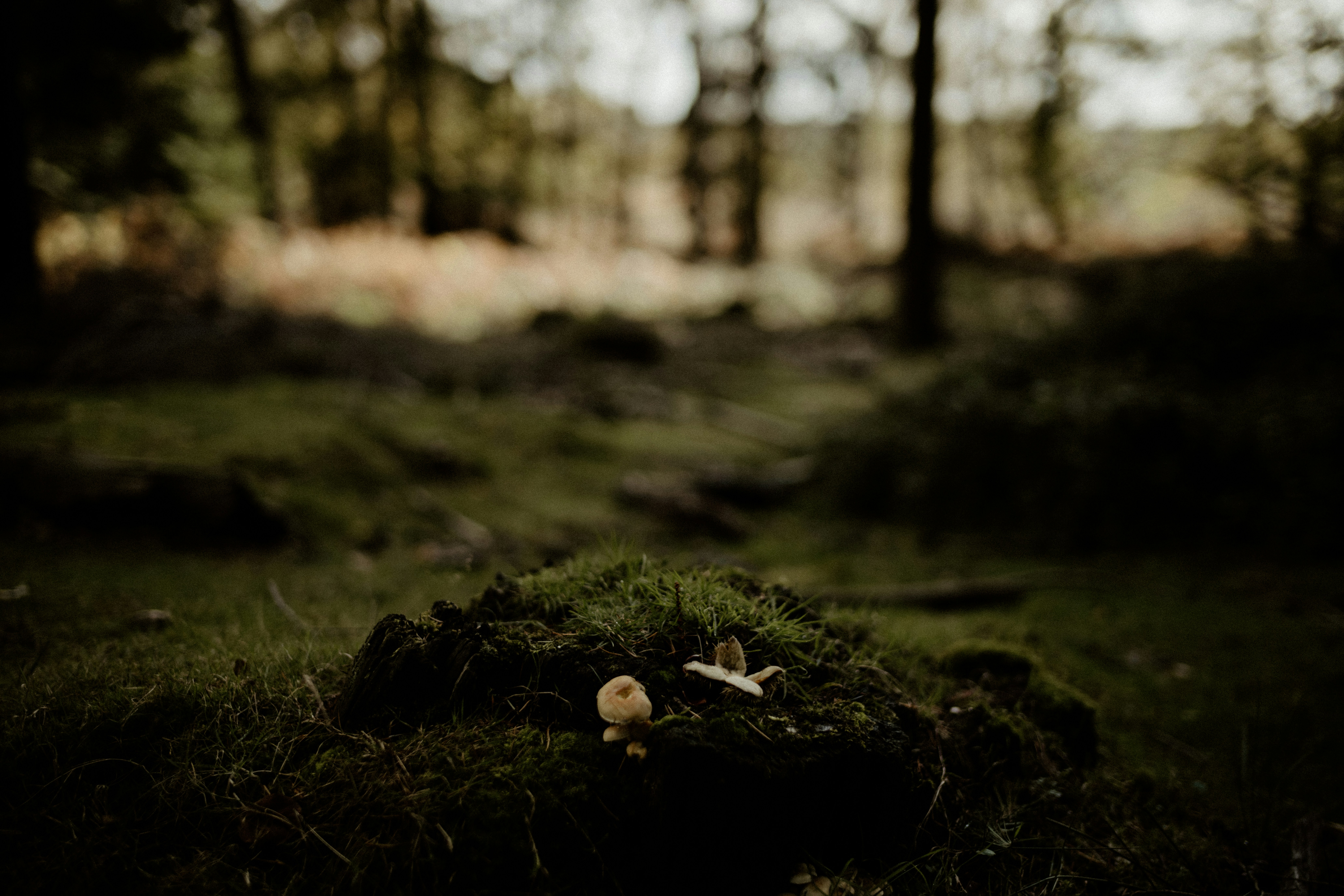 Mushrooms on a Moss-Covered Log Beneath a Quiet Forest Canopy