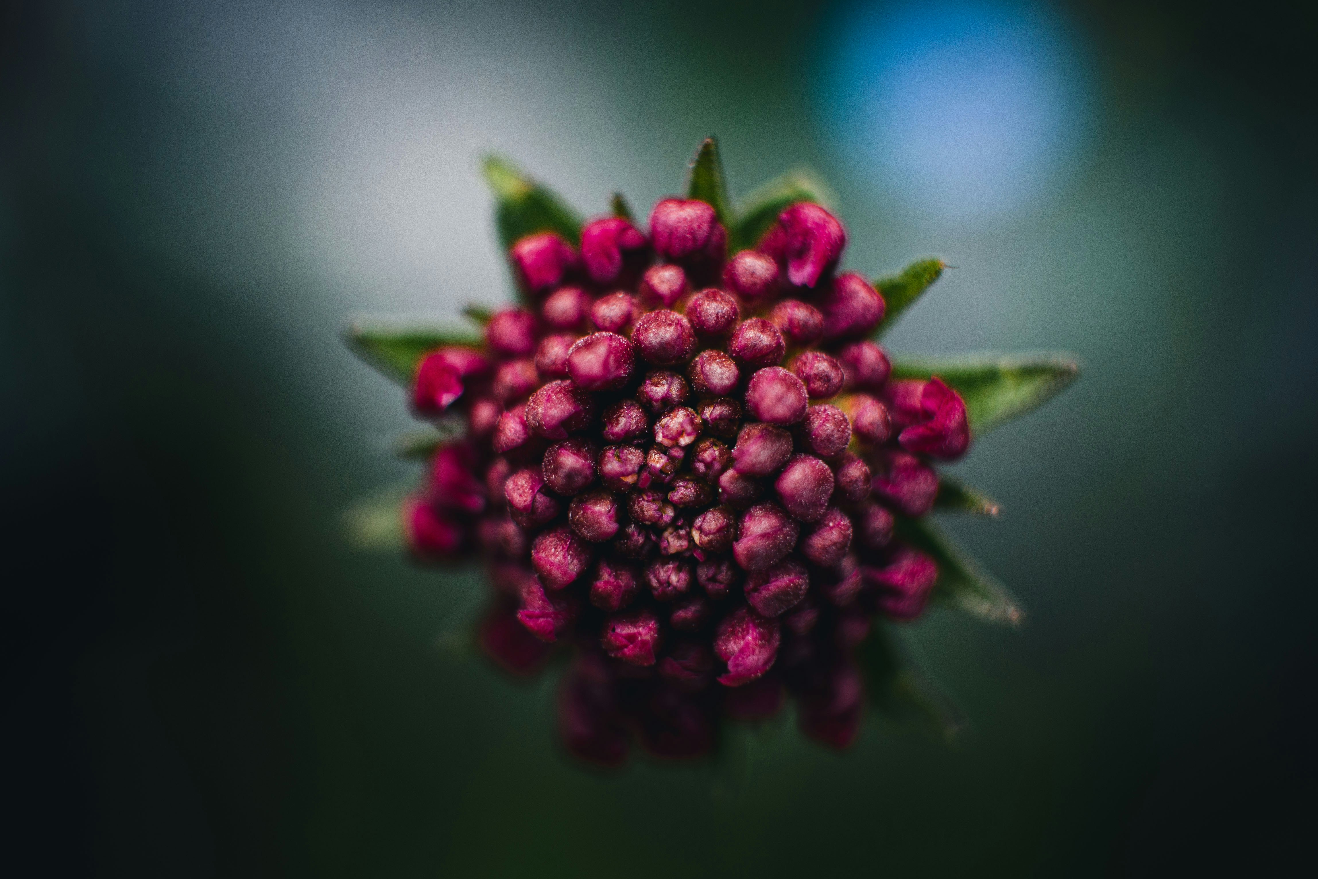Centered Bud: a Macro Convergence of Color and Blur