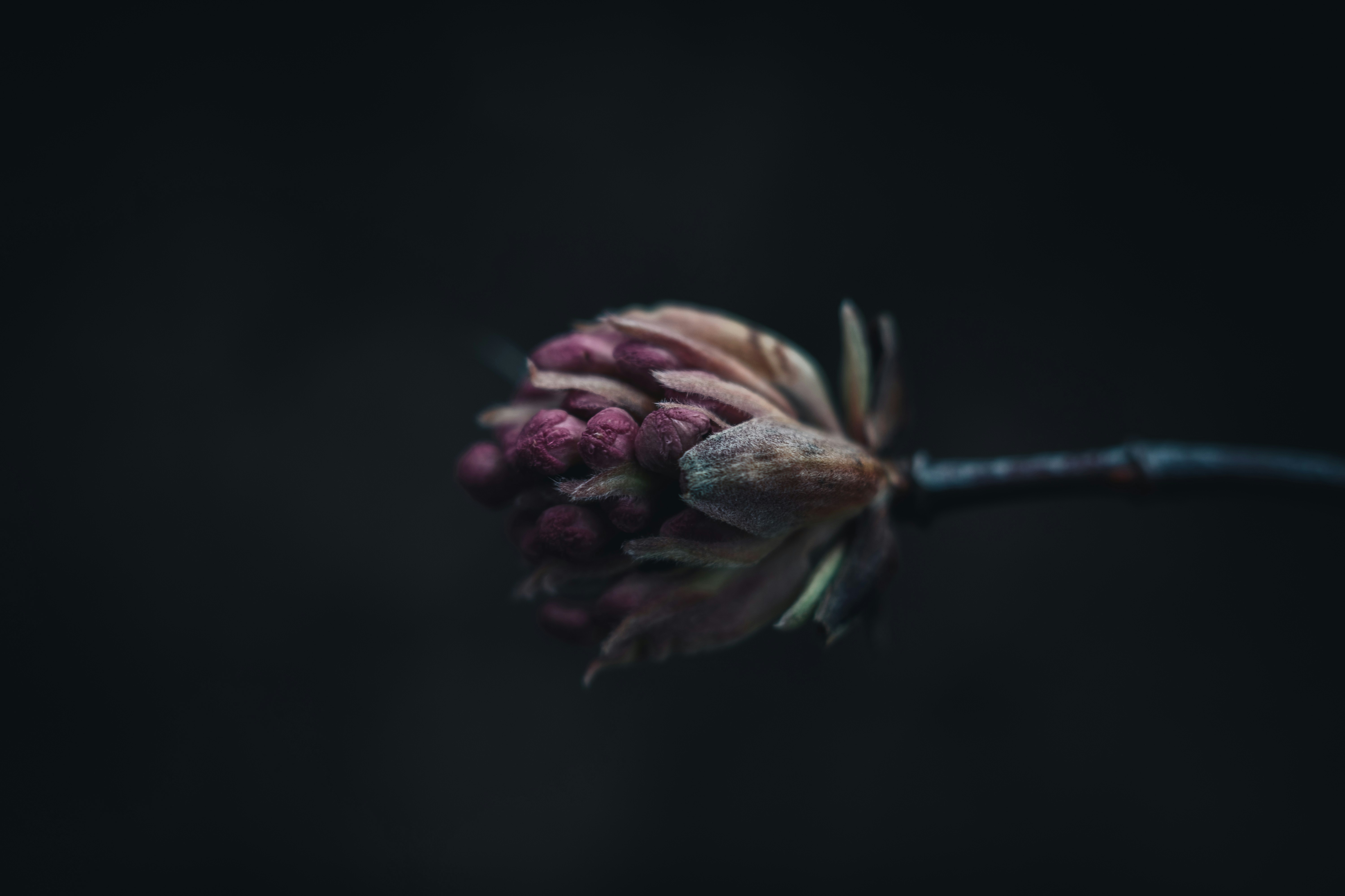 Midnight Bud: A Solo Assembly of Color and Quiet