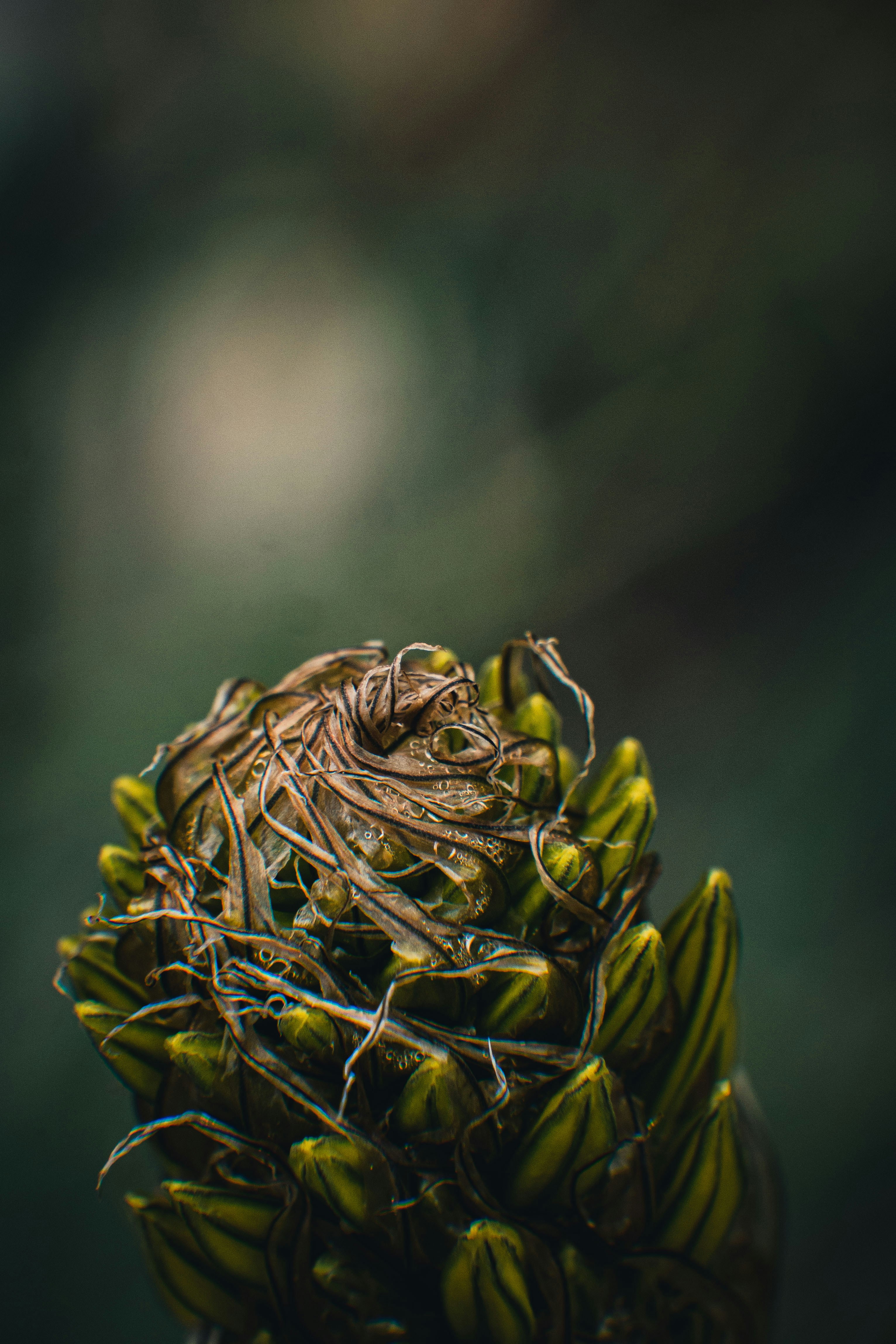 a close up of a bunch of bananas