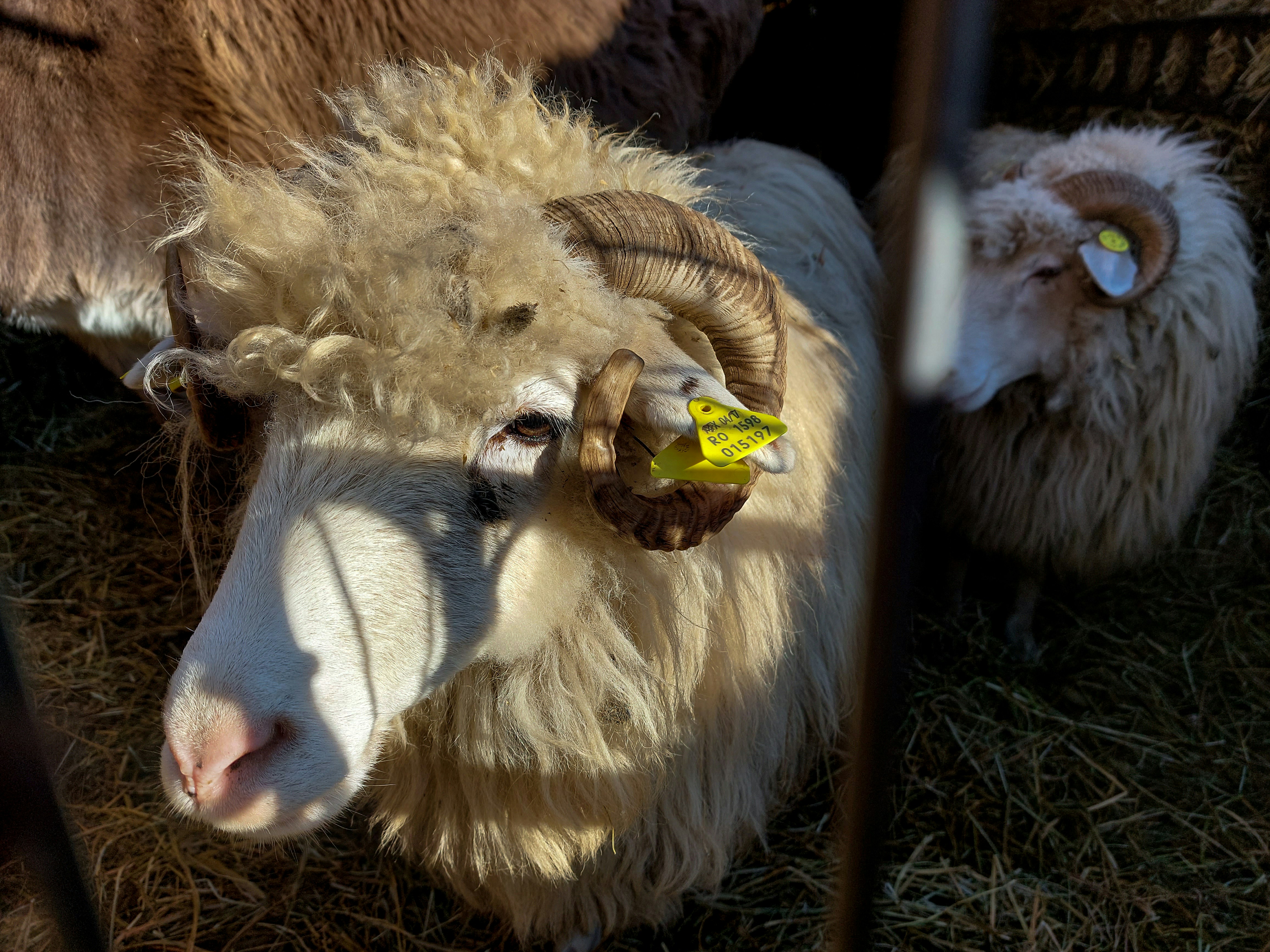 Cute Sheep Pictures | Download Free Images on Unsplash