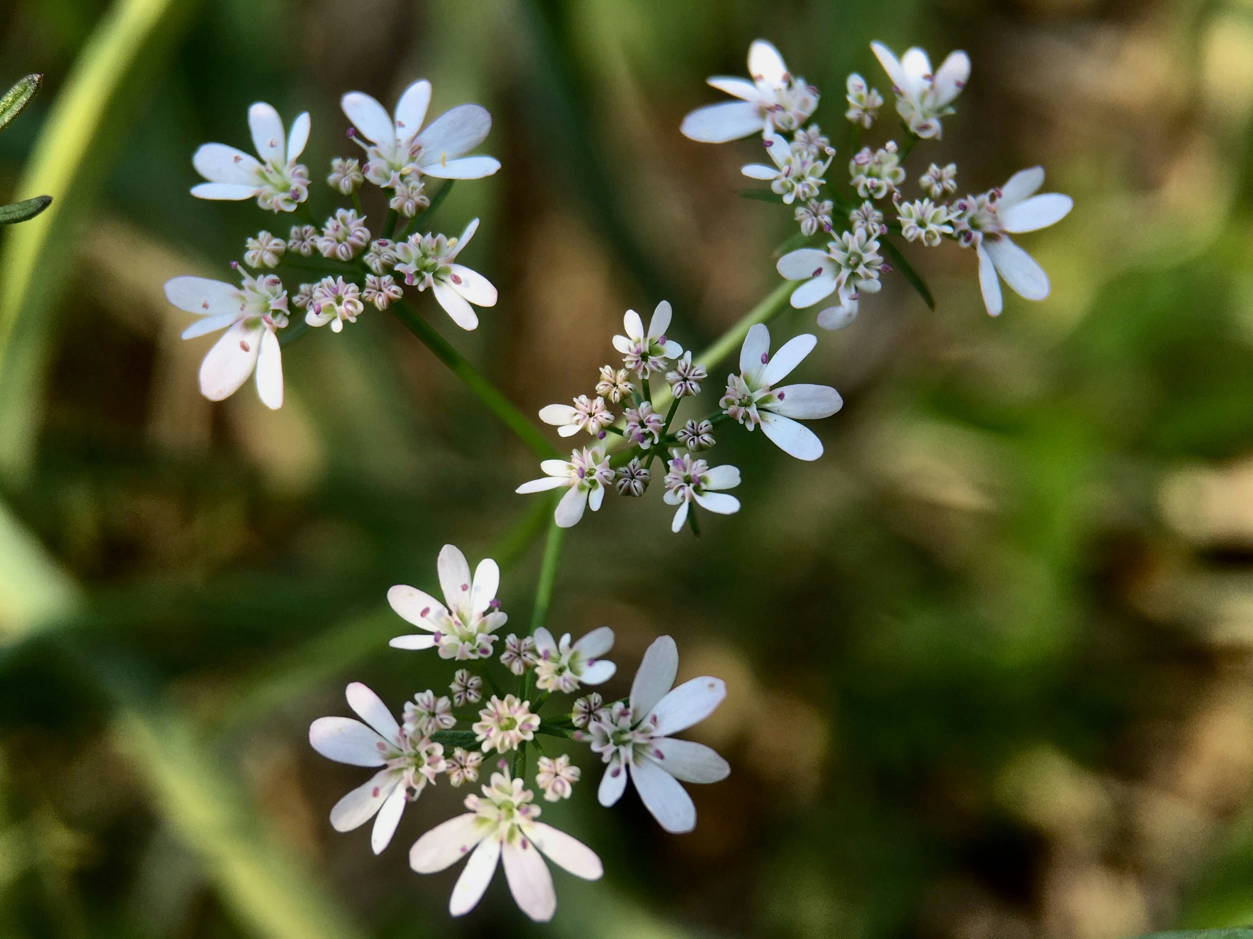 Cluster of small white flowers with intricate petals against a lush green field.