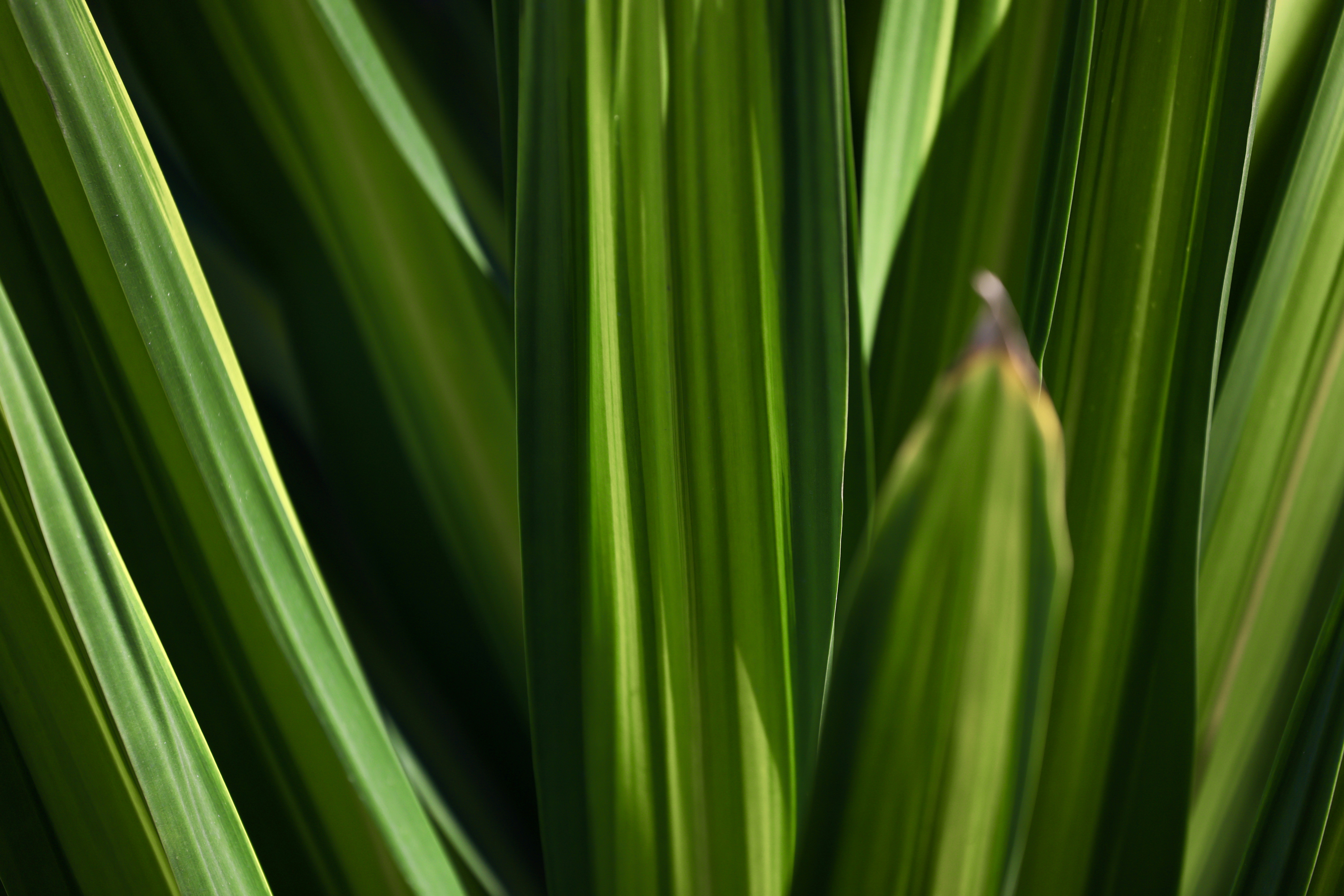 A close up of a green plant with long thin leaves photo – Free 深圳市 ...