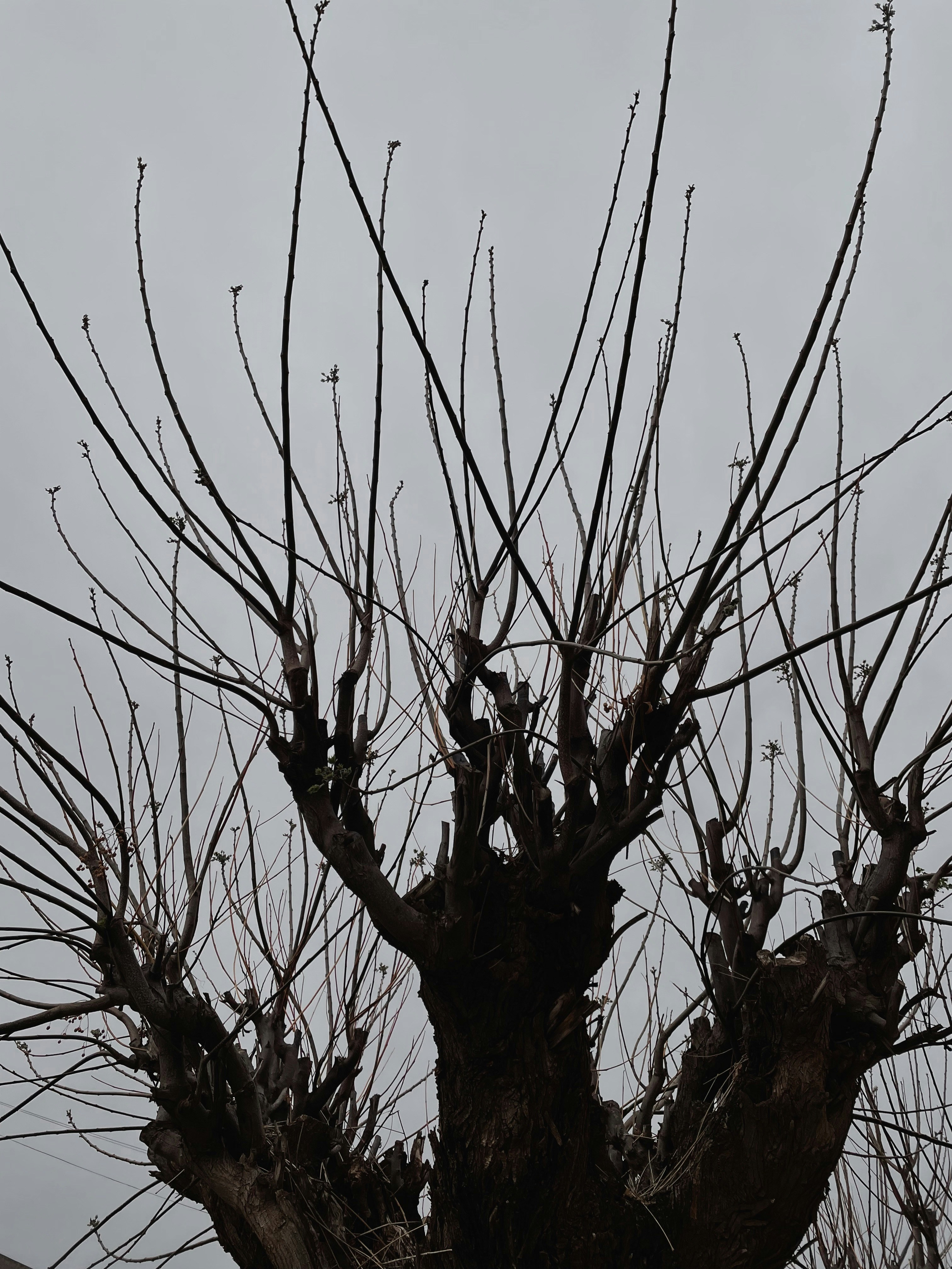 Un oiseau assis au sommet d’une branche d’arbre photo – Image gratuite ...