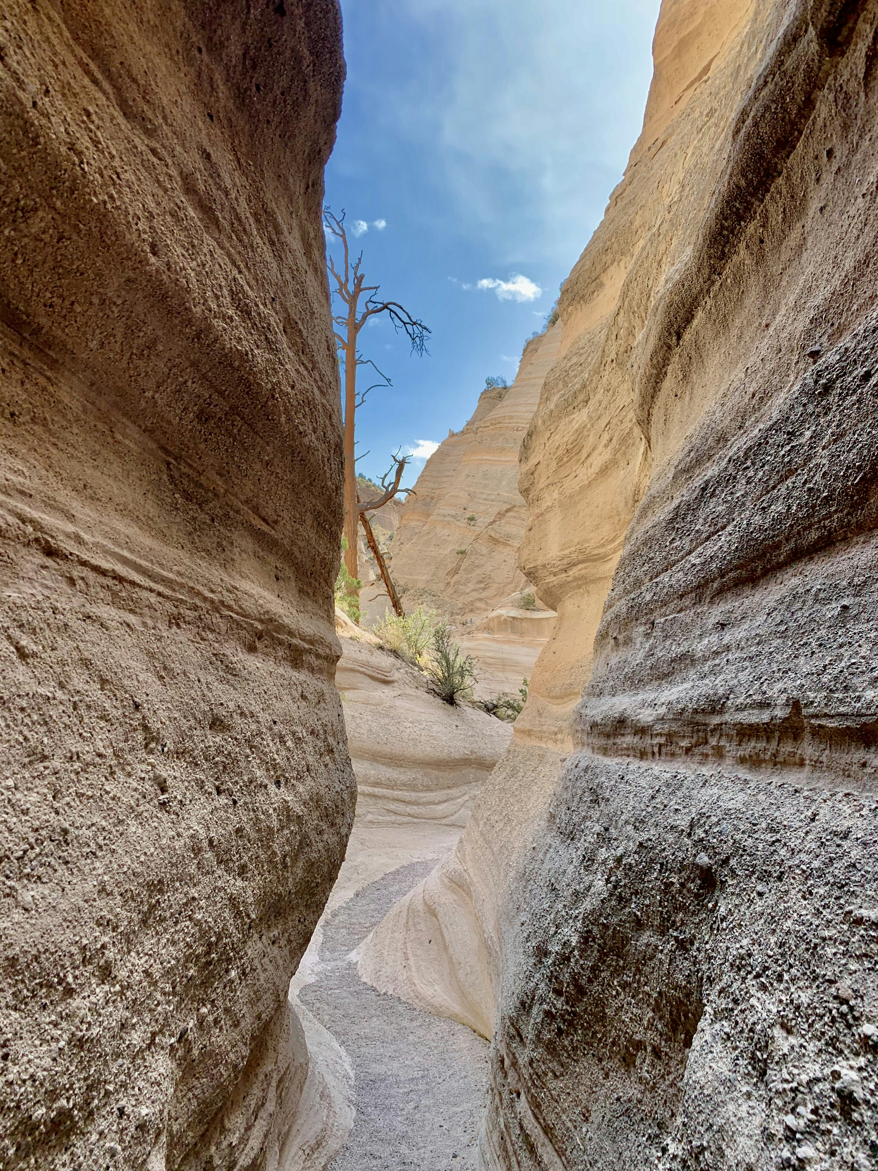 Sunlit Throat: Narrow Canyon Reaches for the Sky