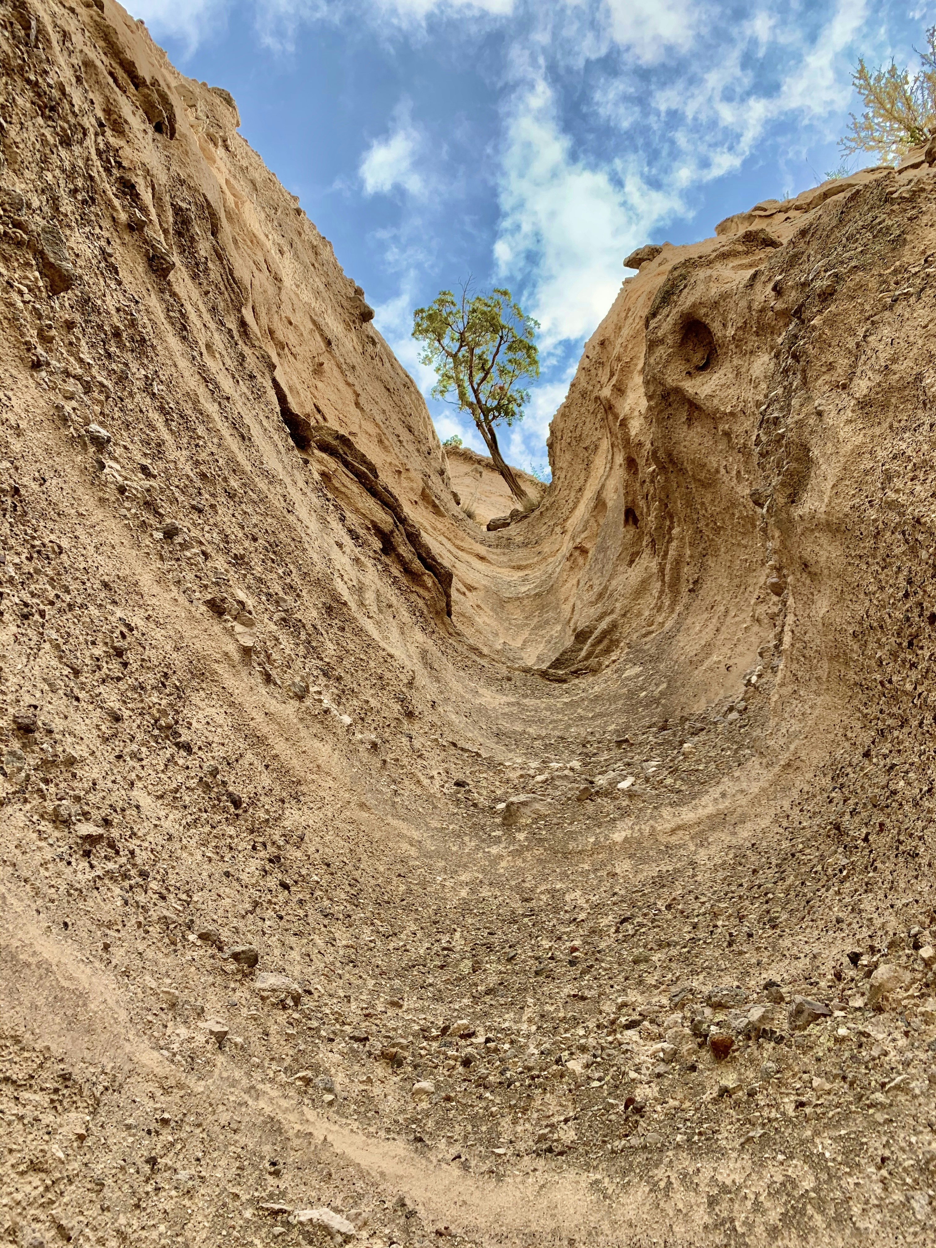 A dirt path with a tree in the middle of it photo – Free Kasha-katuwe ...