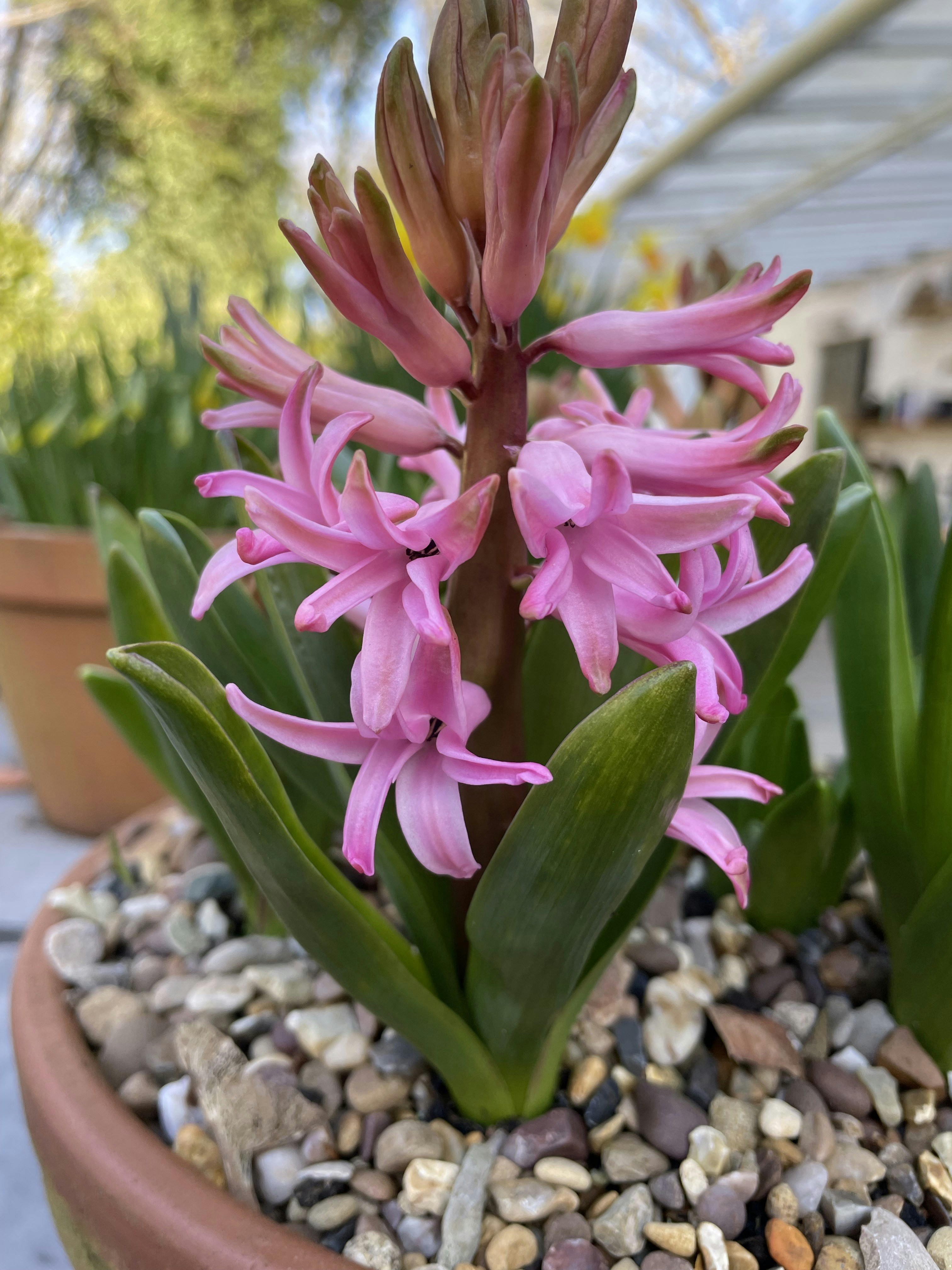 Pink Hyacinth Bloom Surrounded by Pebble Soil in a Pot