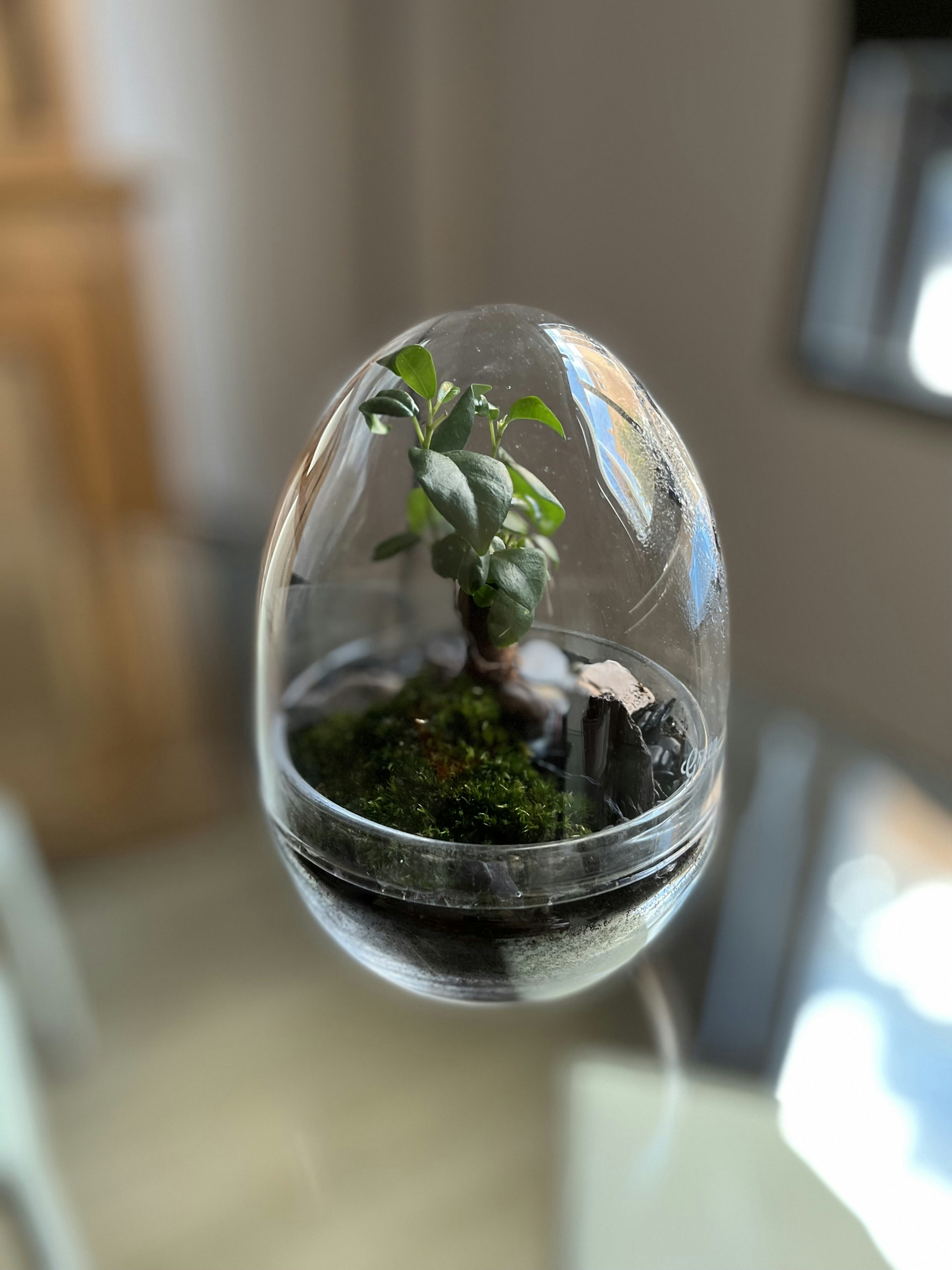 Small green plant enclosed in a transparent dome, resting on a reflective surface.
