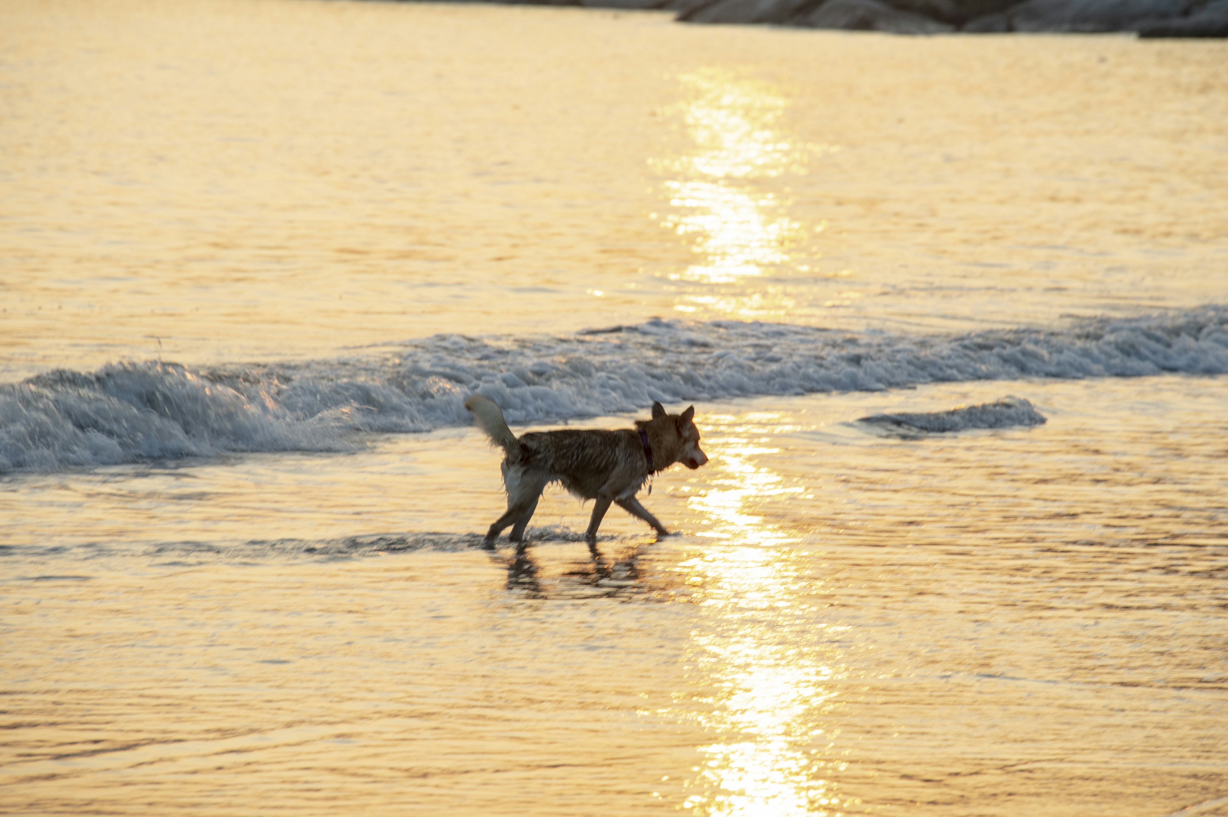 Dog wading through shallow water at sunset, illuminated by golden reflections. 