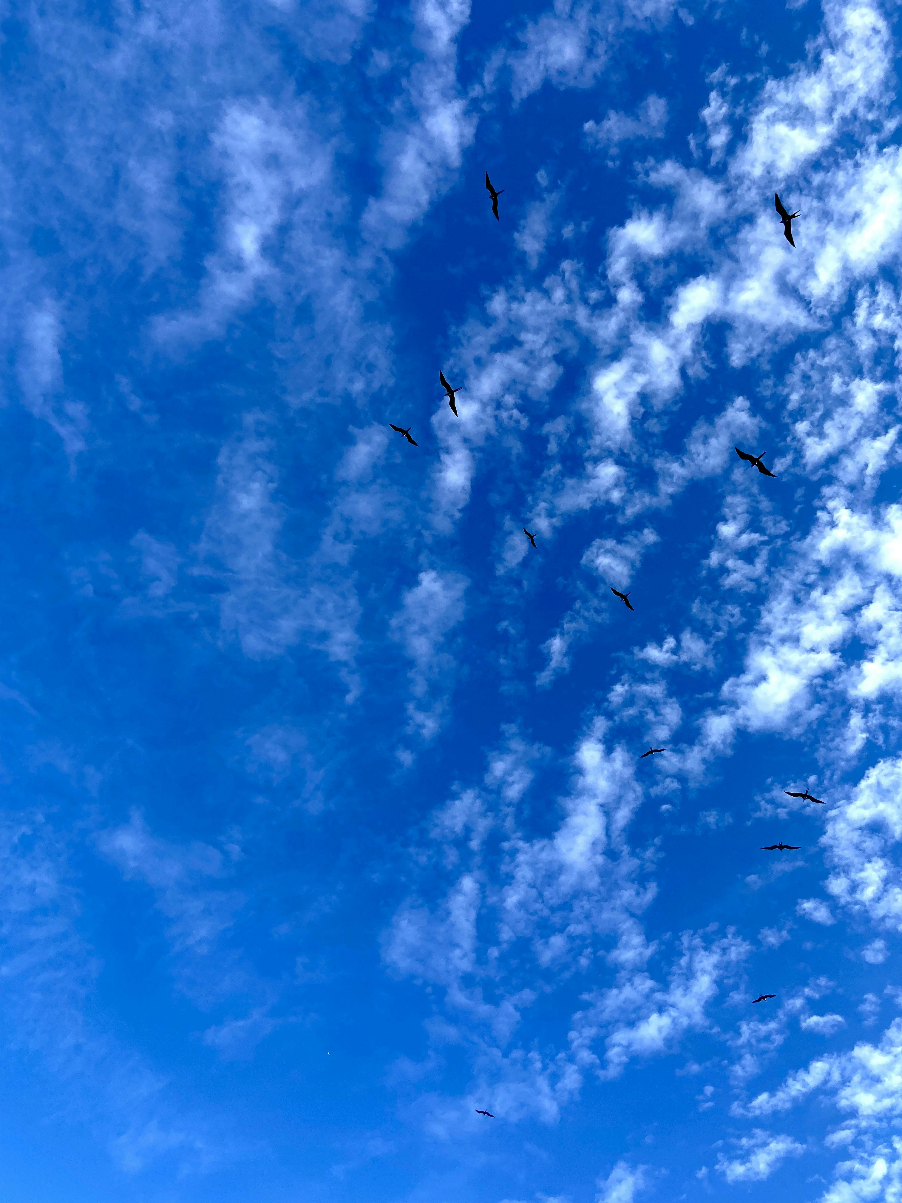 a flock of birds flying through a blue cloudy sky