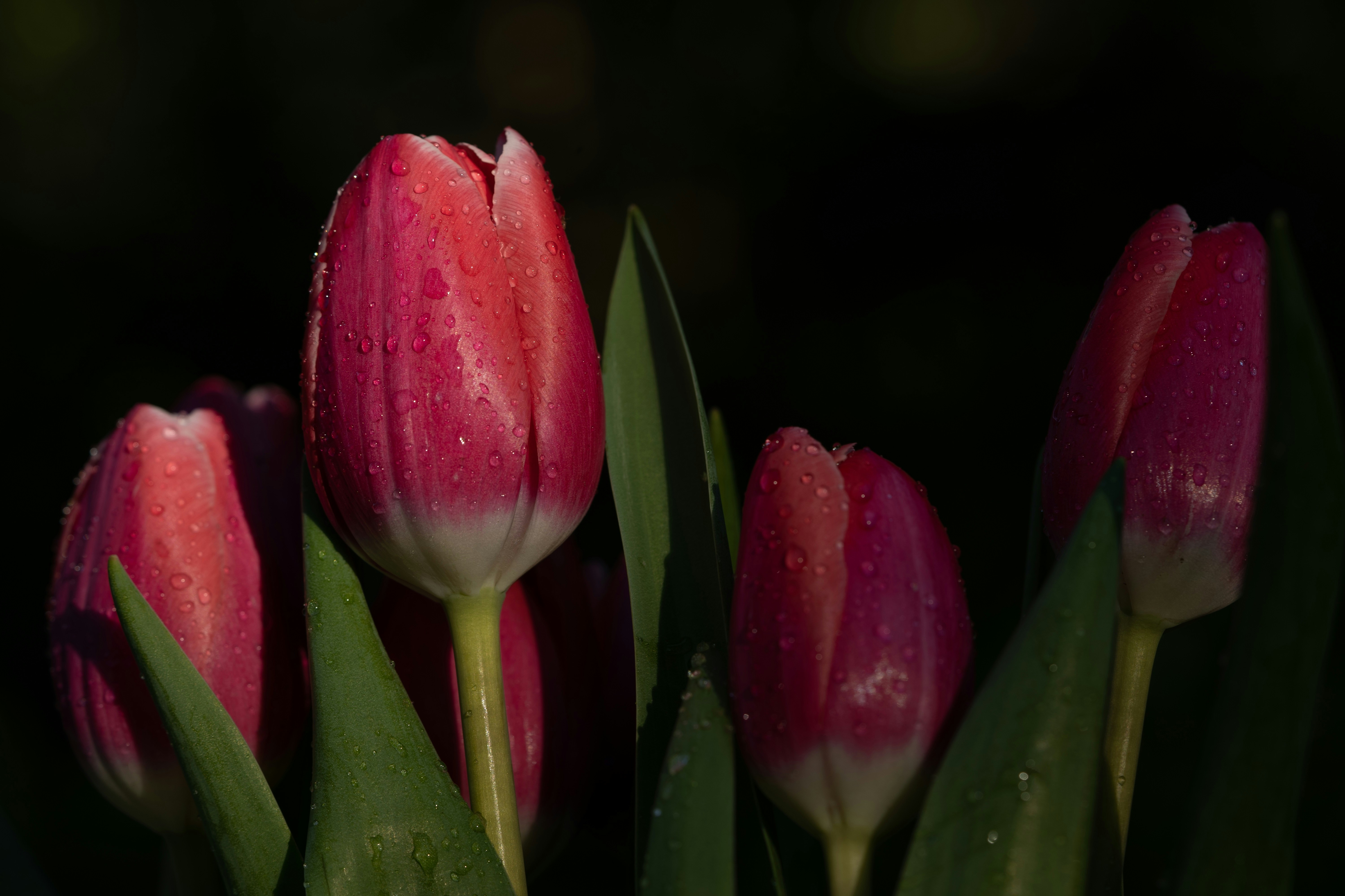 Dew-Kissed Tulips in Velvet Shadow