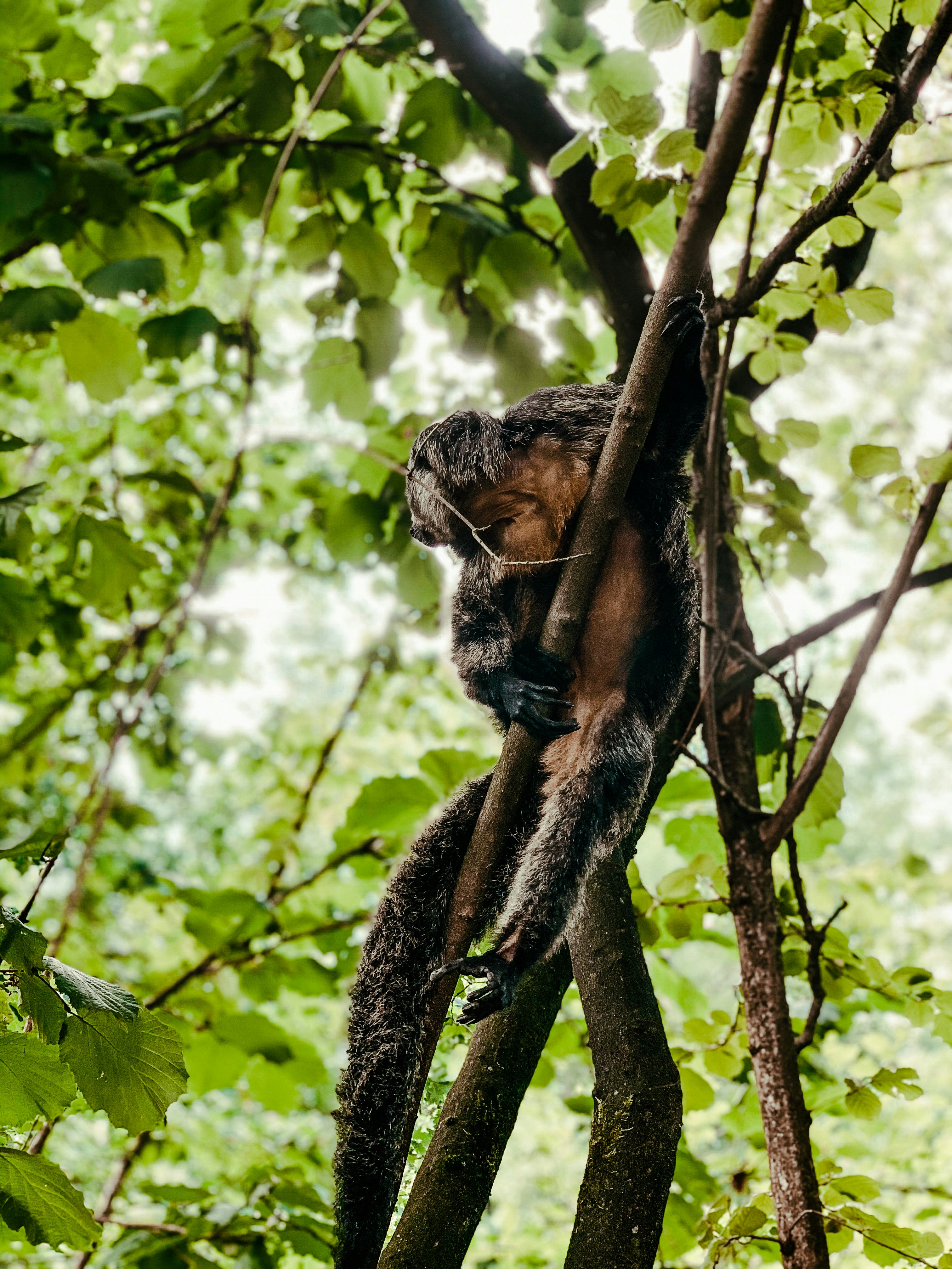 A monkey perched on a tree branch, surrounded by vibrant green leaves, showcasing its relaxed posture and inquisitive gaze.