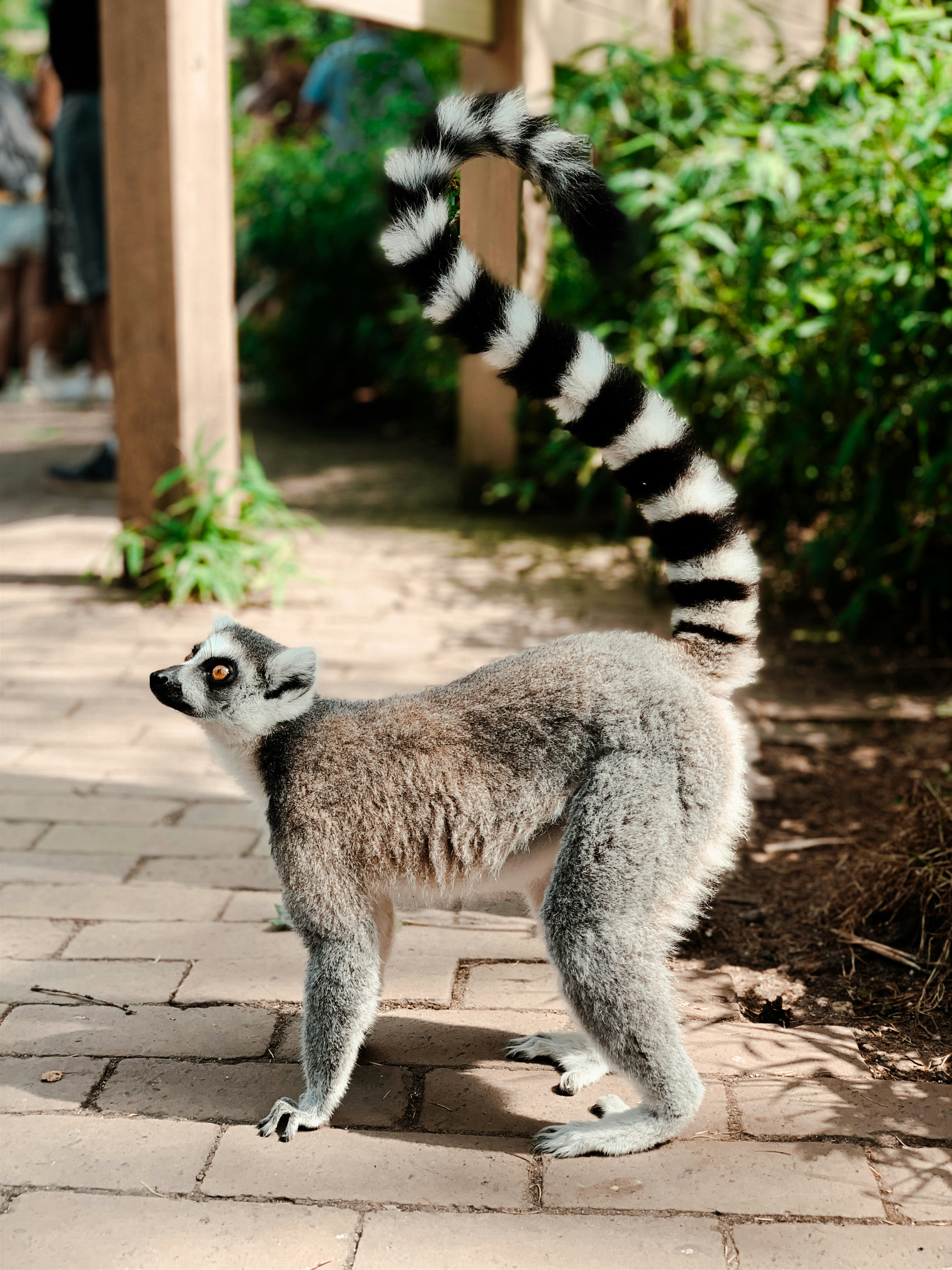 A ring-tailed lemur stands poised with its distinctive striped tail raised, surrounded by lush greenery in a zoo setting.
