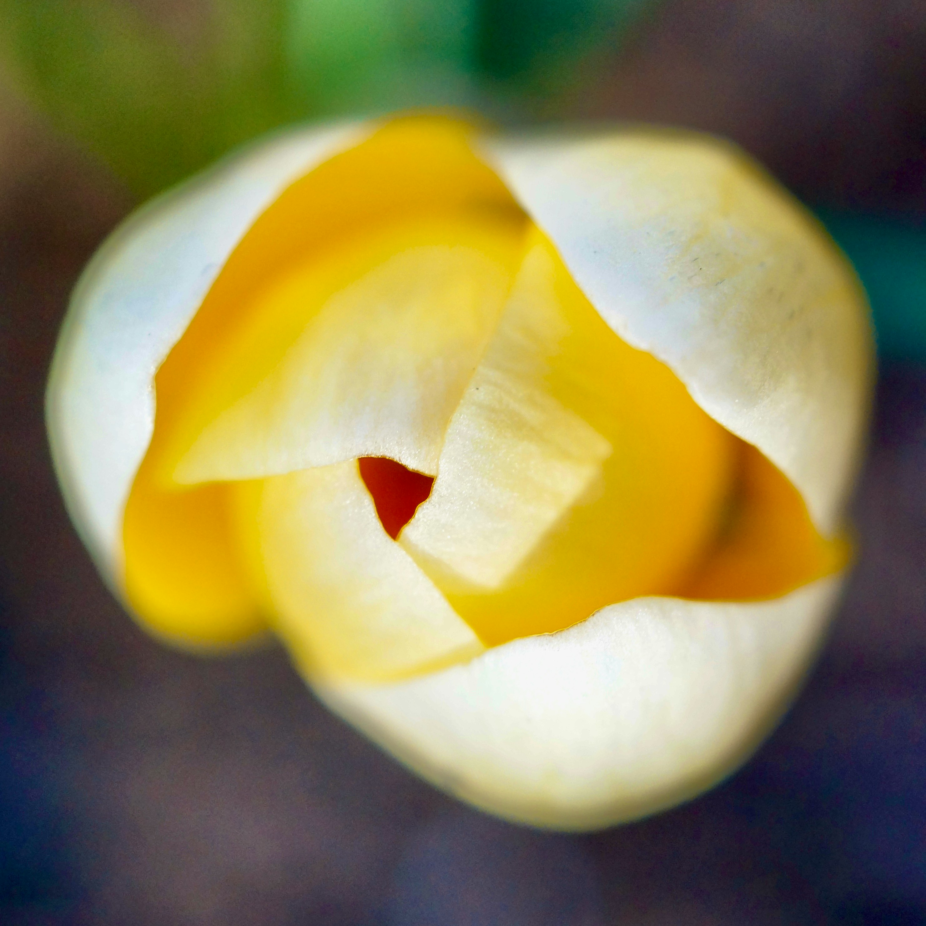Inner Light in a Cream-and-Gold Tulip Bud