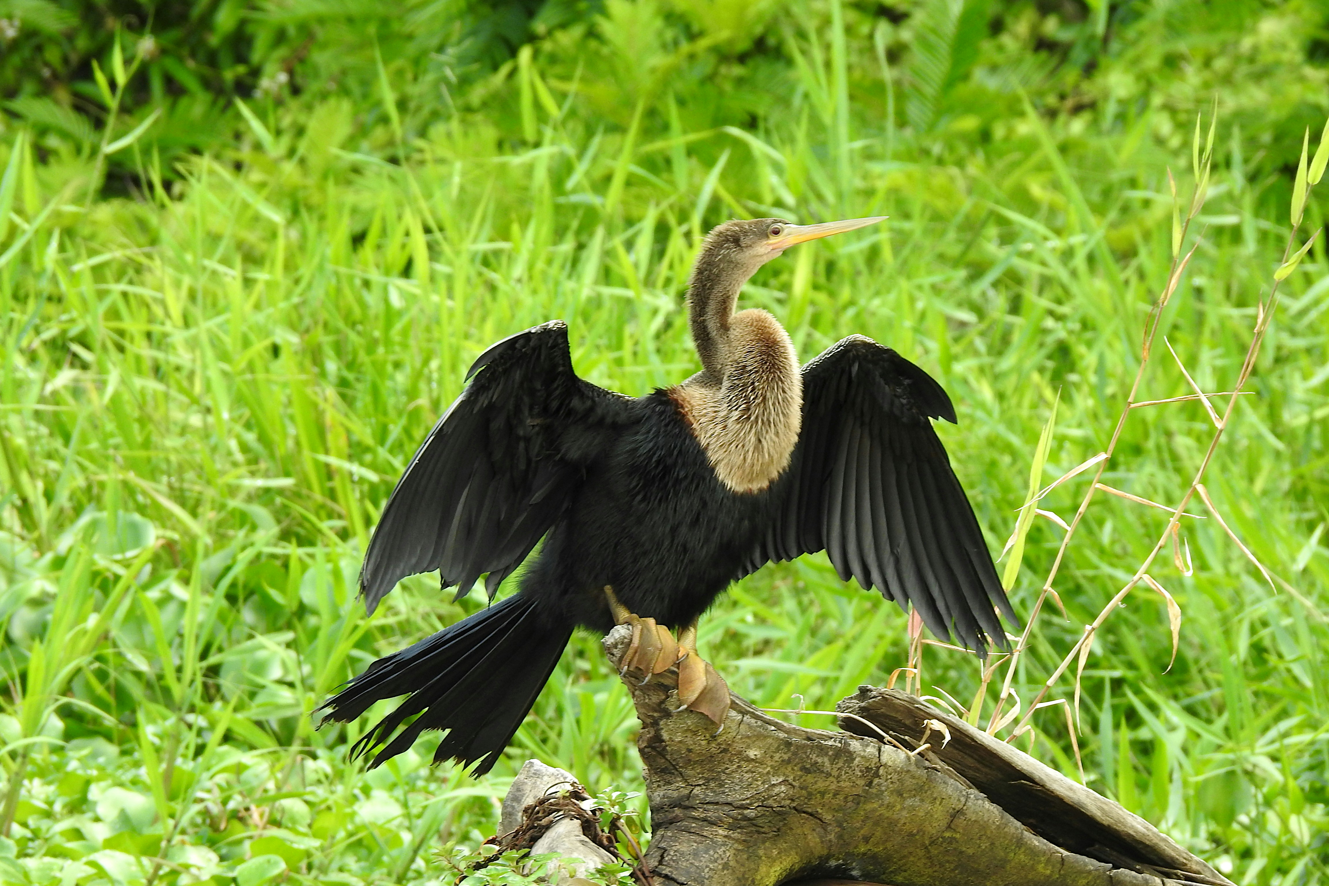 Foto zum Thema Ein Vogel mit ausgebreiteten Flügeln sitzt auf einem ...