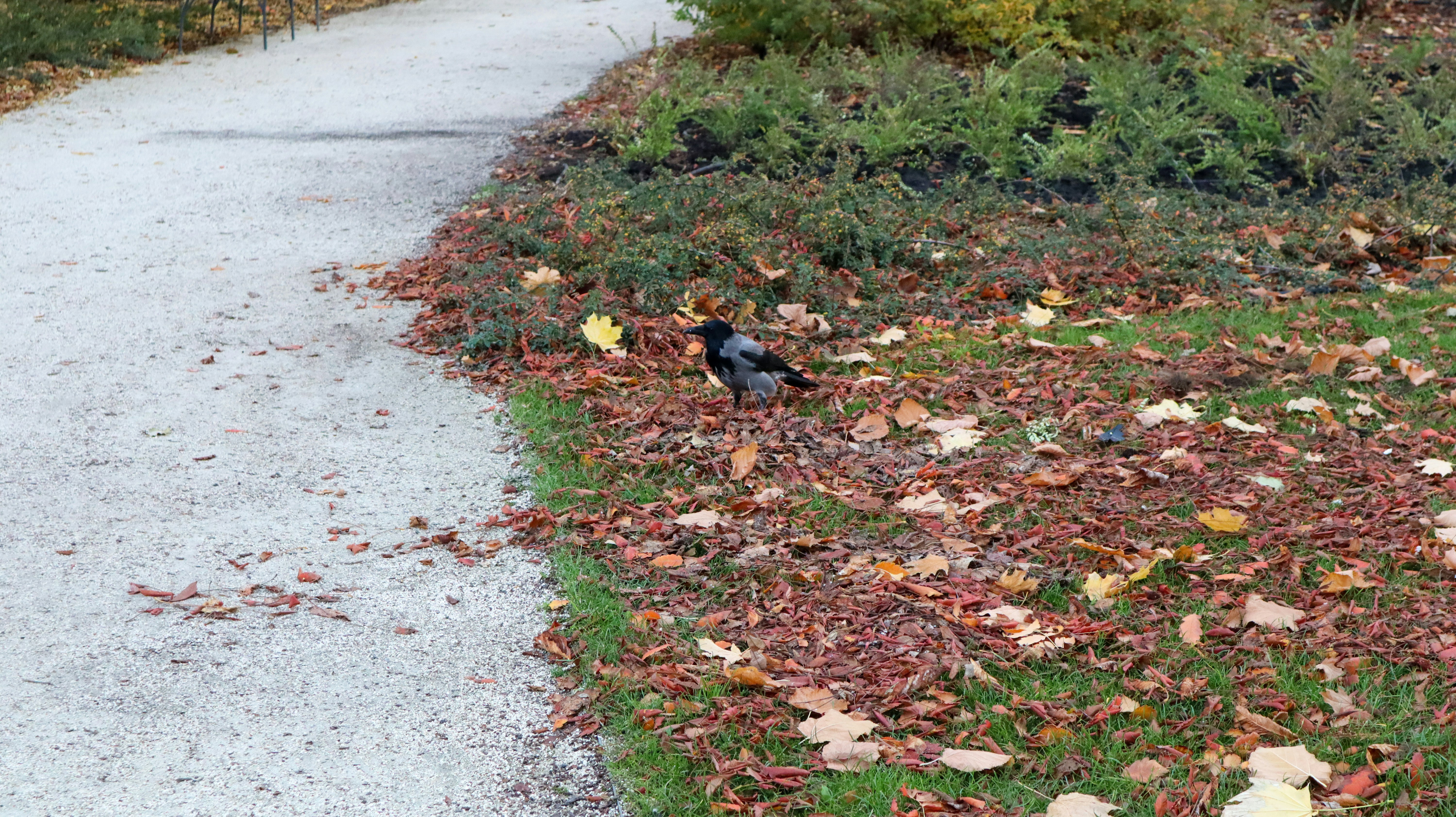 Autumn Forage on a Leaf-Blanketed Park Path