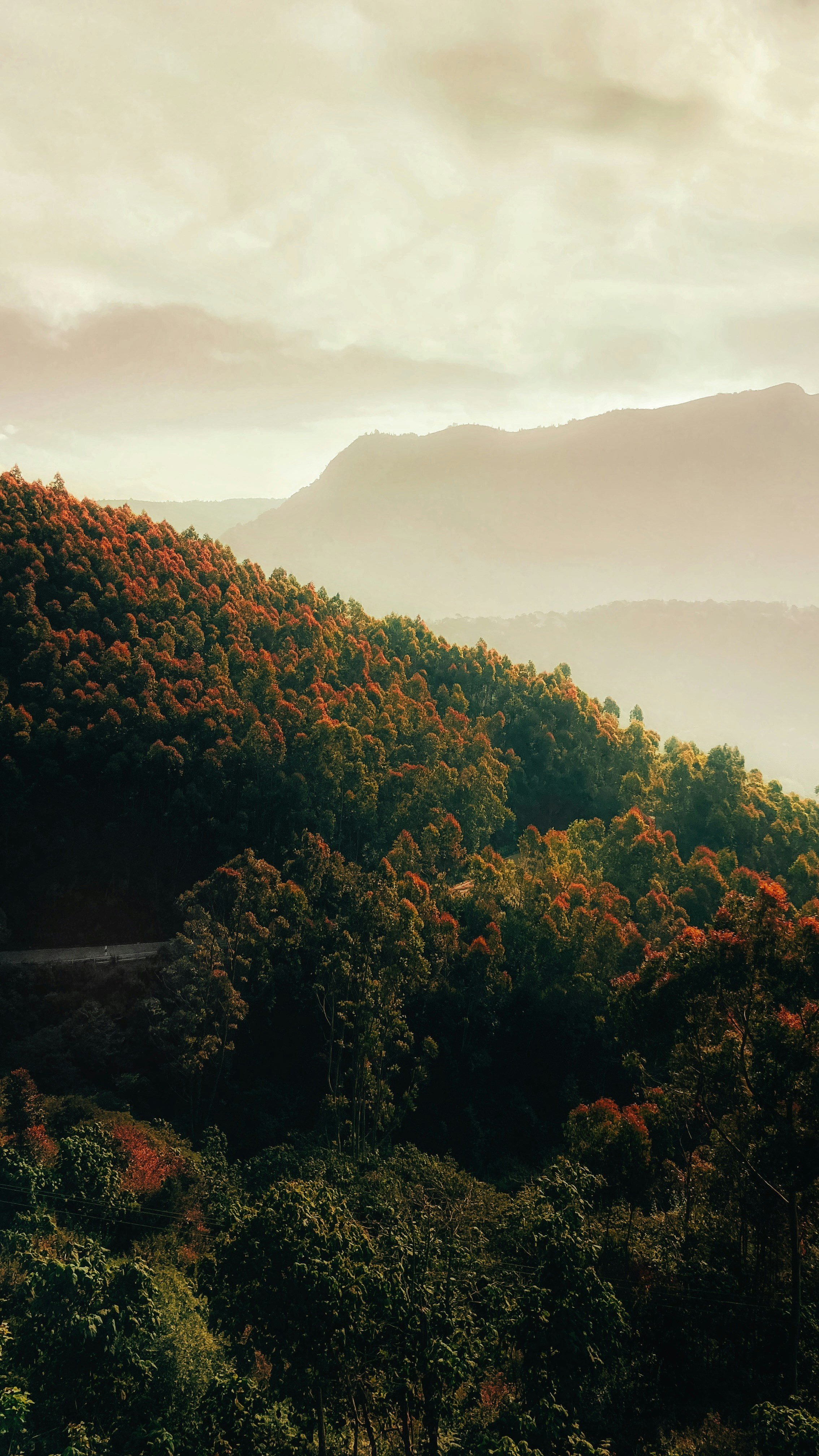 A scenic view of a forest with mountains in the background photo – Free ...