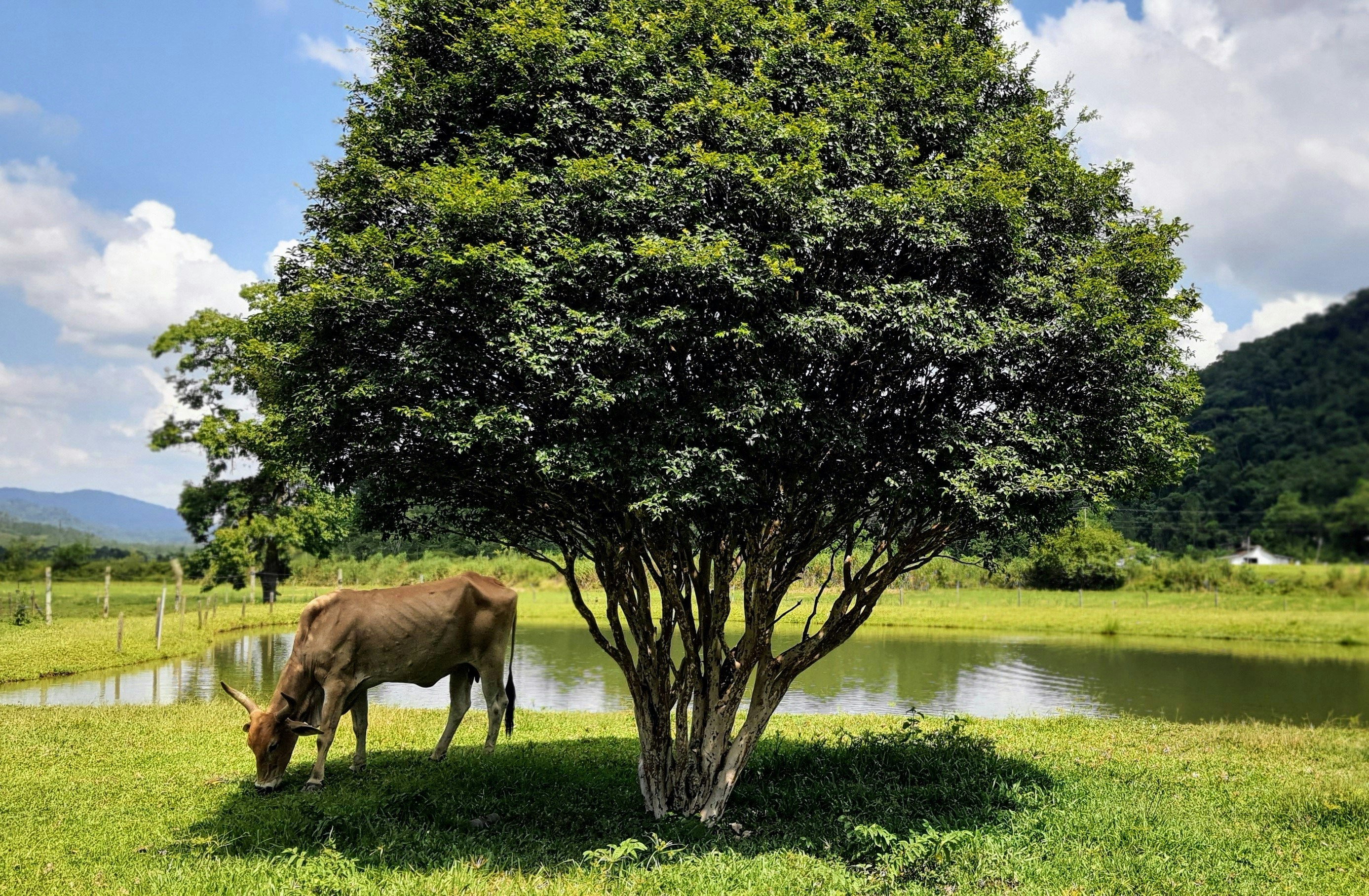 A cow grazing in a field next to a tree photo – Free Cow Image on Unsplash