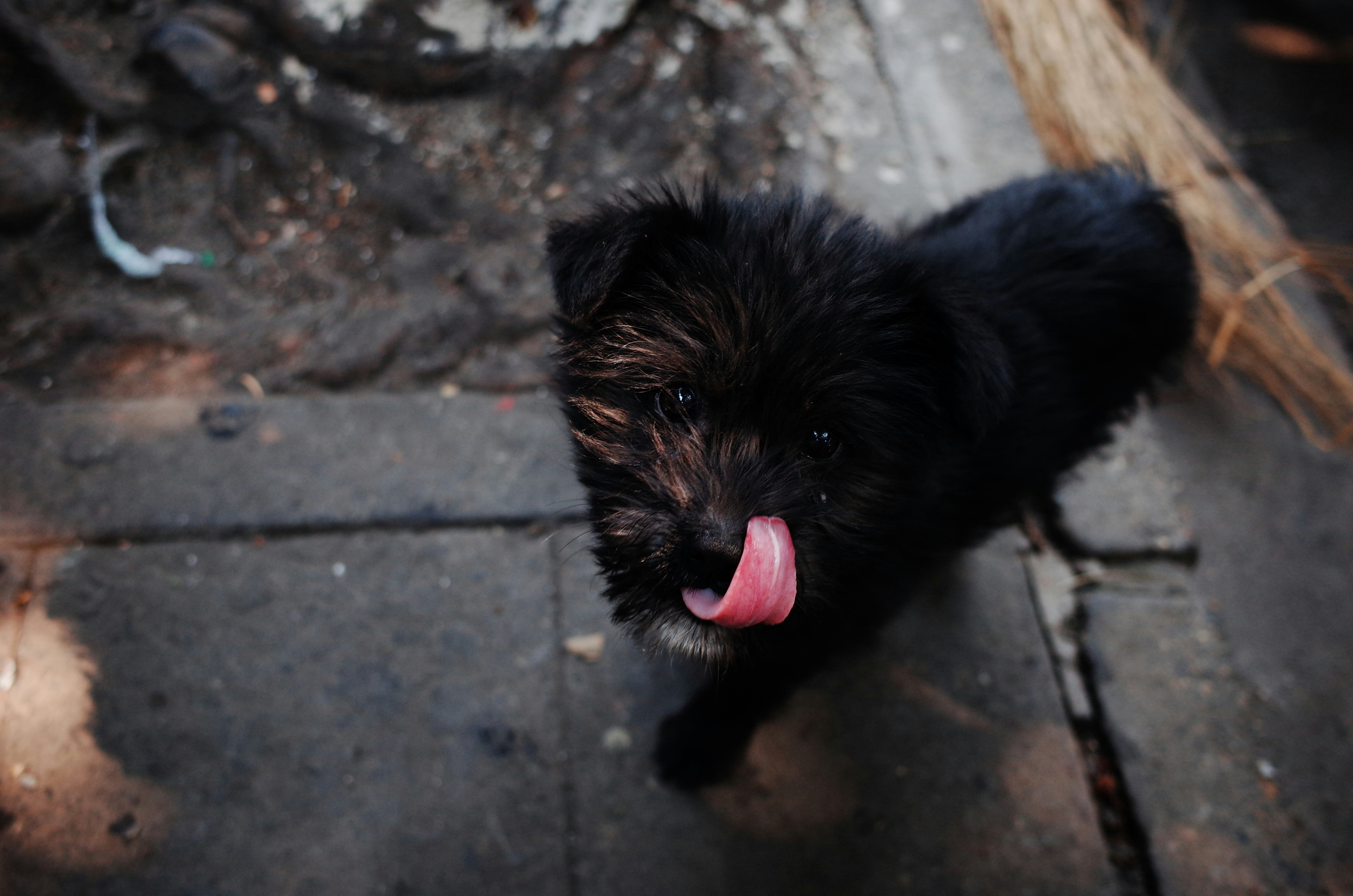 Lip-Lick on the Concrete: A Tiny Pup's Curious Moment